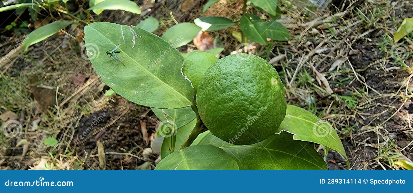 A Photography of a Green Lemon Plant with Leaves and a Bug on it, Lemon ...