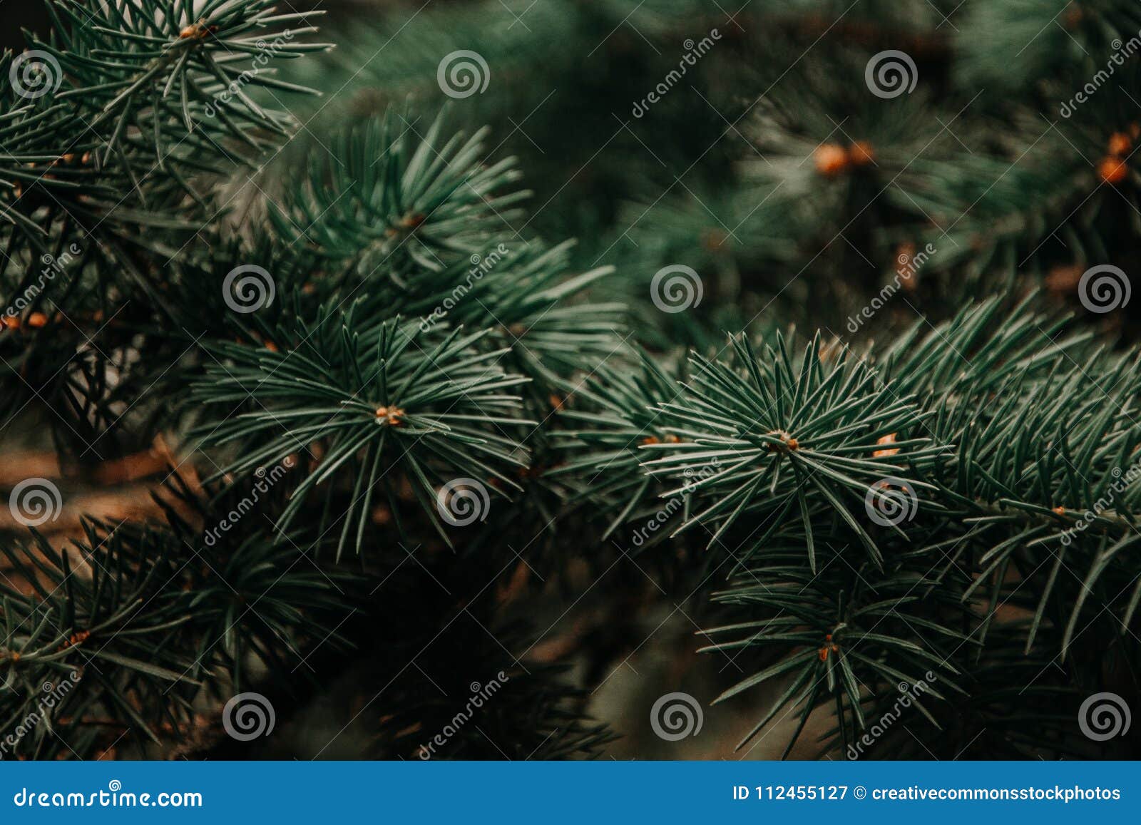 Photography Of Green Pine Tree Picture. Image: 112455127
