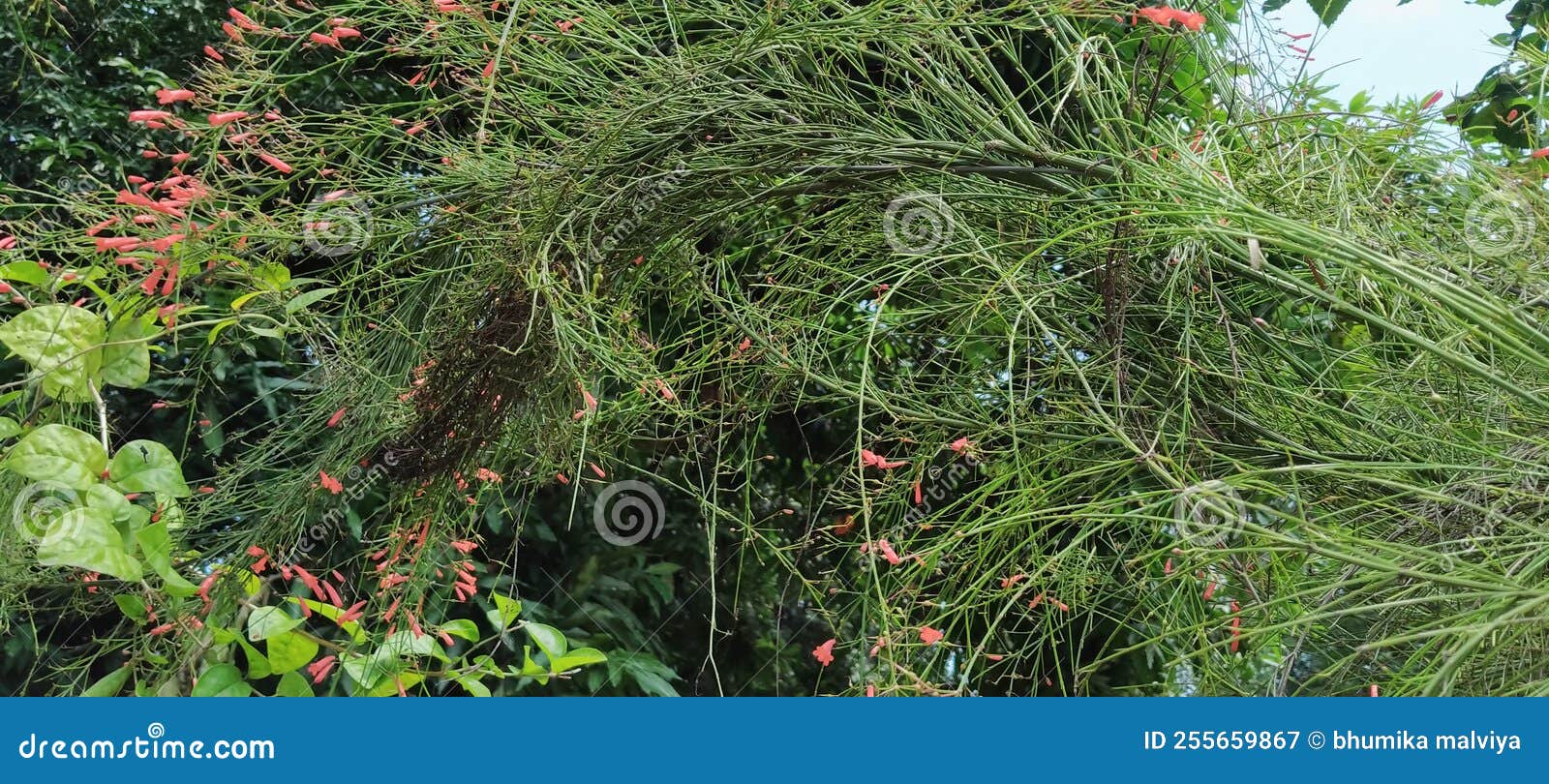 Photography of the Greenary in Rainy Days Stock Image - Image of ...