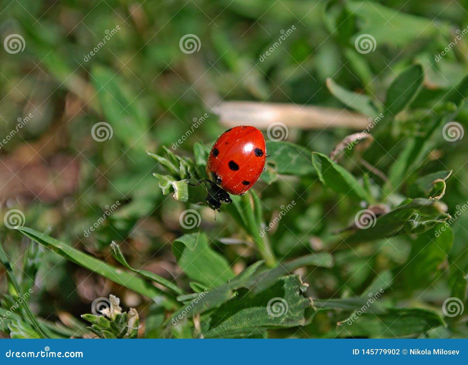 Lady beetle stock photo. Image of beetle, gras, species - 145779902