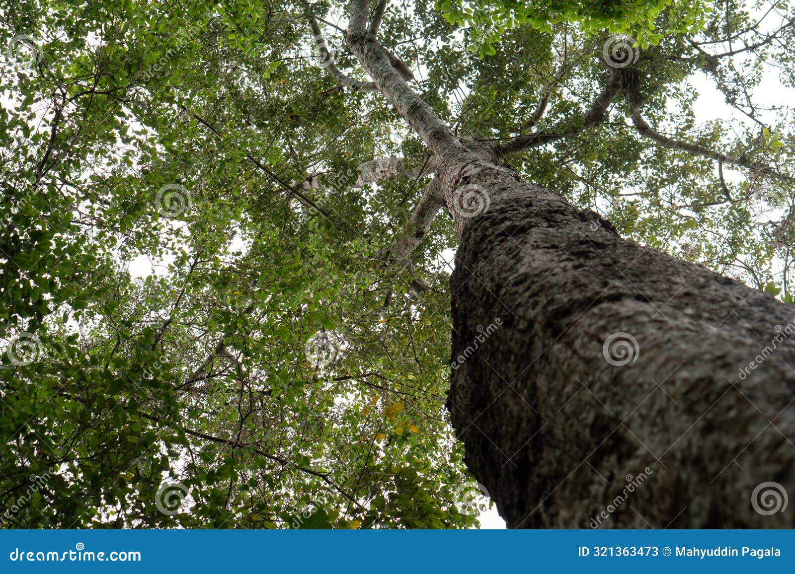 Photography of a Large Tree in the Middle of a Tropical Rainforest ...