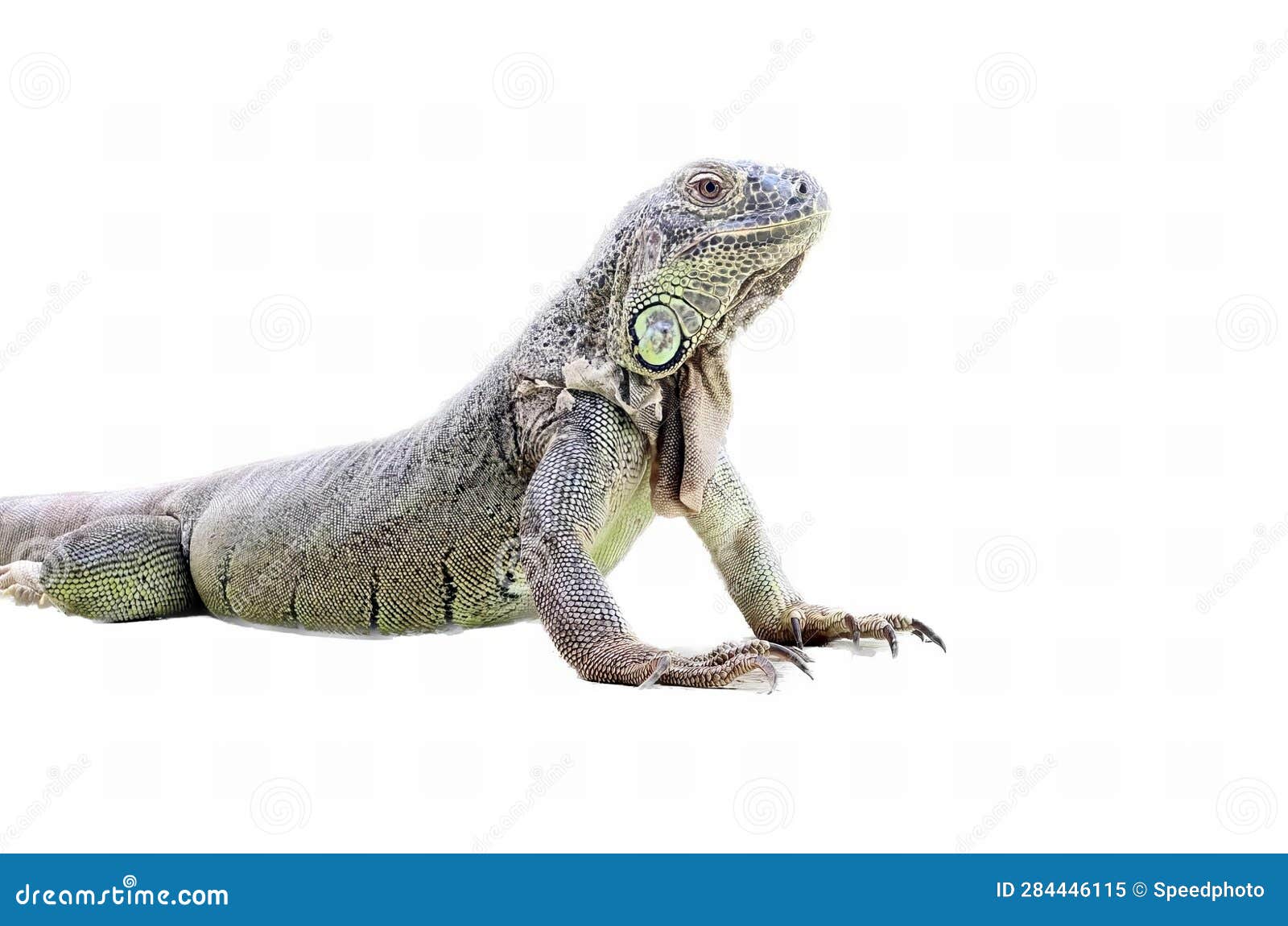 A Photography of a Lizard Sitting on the Ground with Its Head Turned ...
