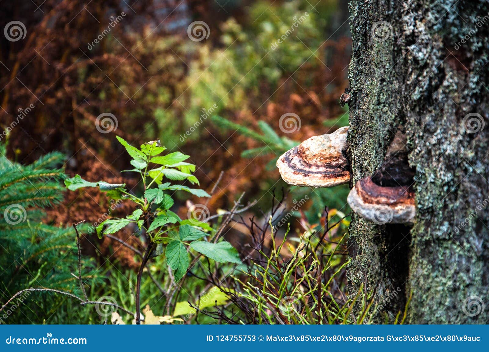 A hubs growing on a tree stock image. Image of forest - 124755753