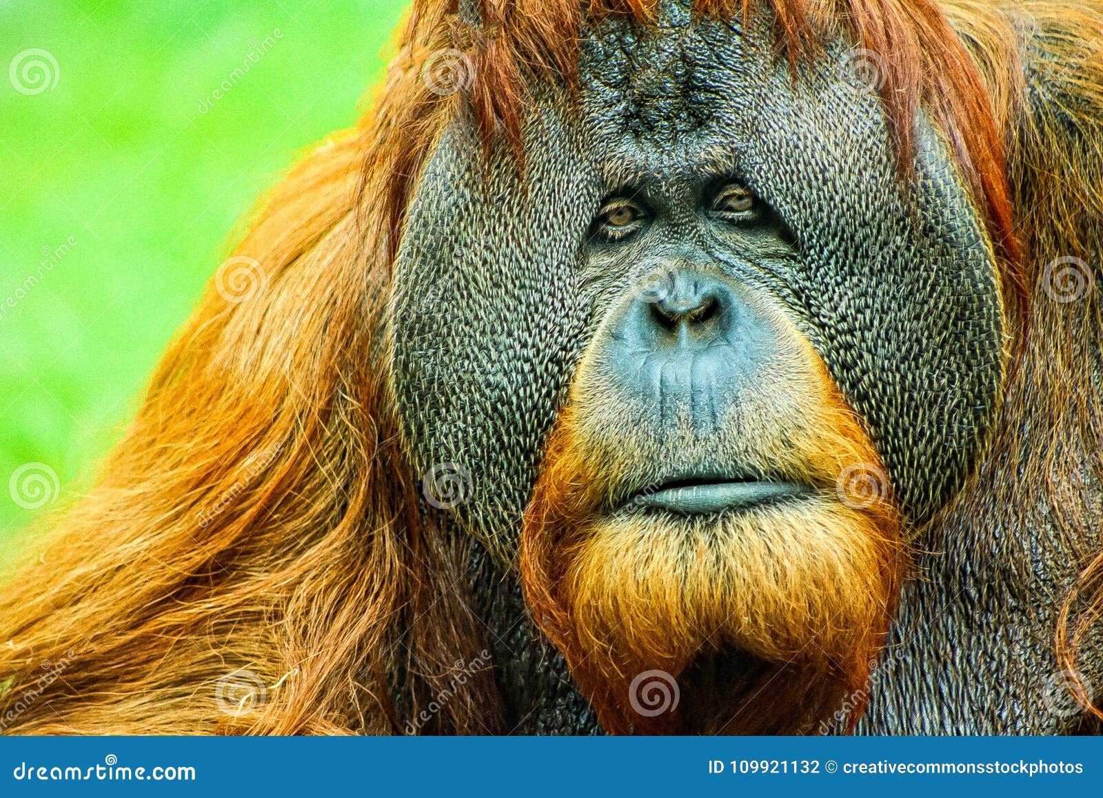 Photography Of Monkey Picture. Image: 109921132