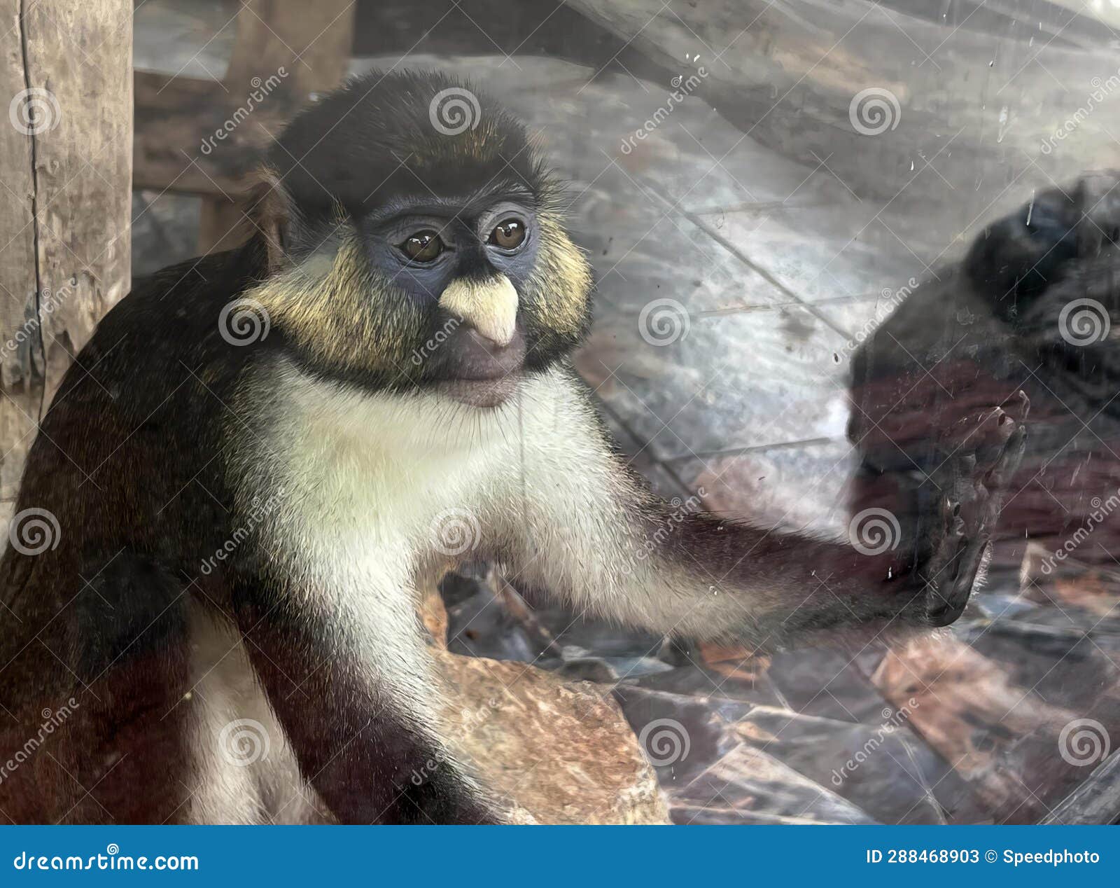 A Photography of a Monkey Sitting on a Rock Looking Out a Window ...