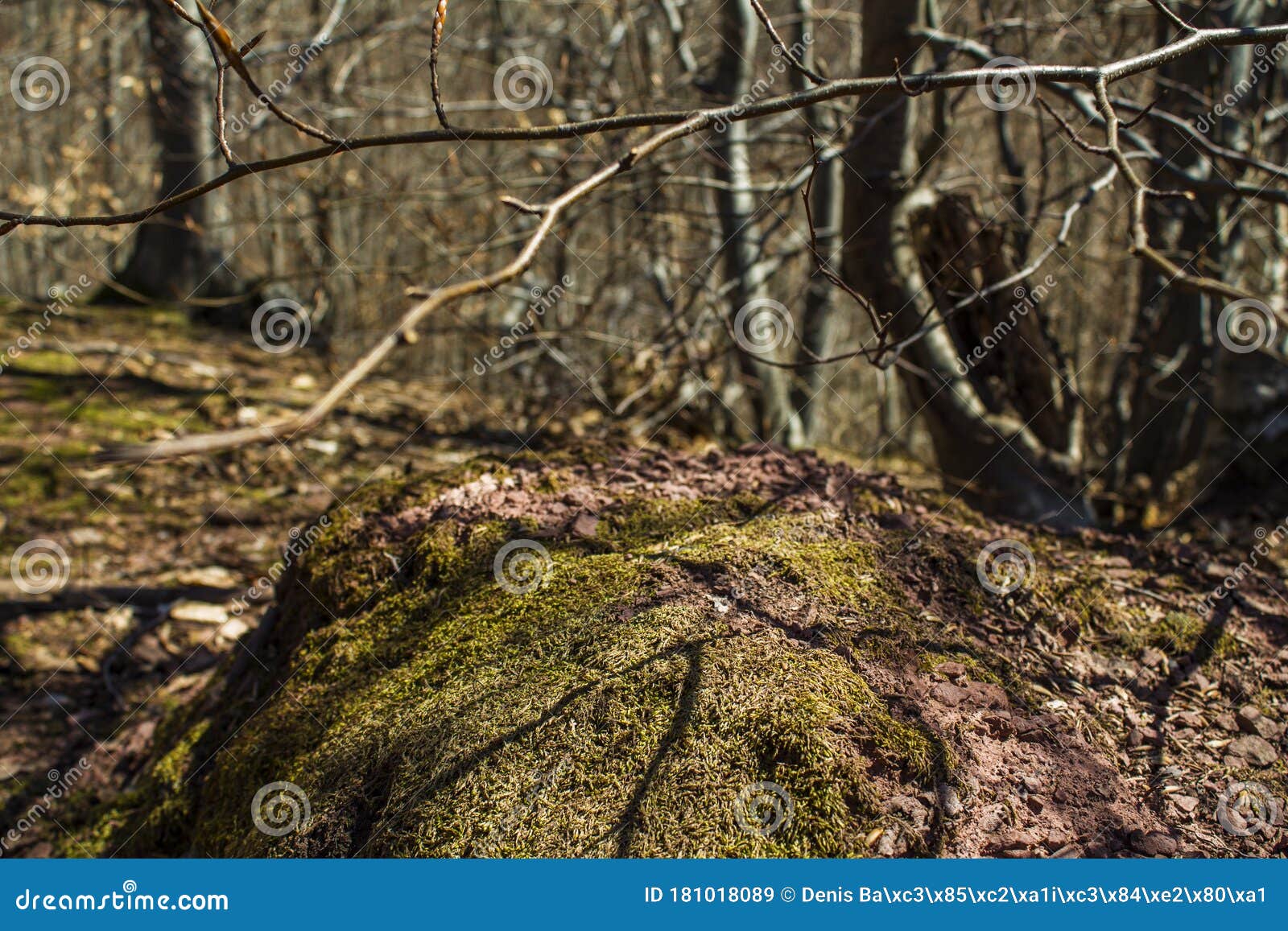 Moss on a Stone in the Forest Stock Image - Image of rock, wood: 181018089