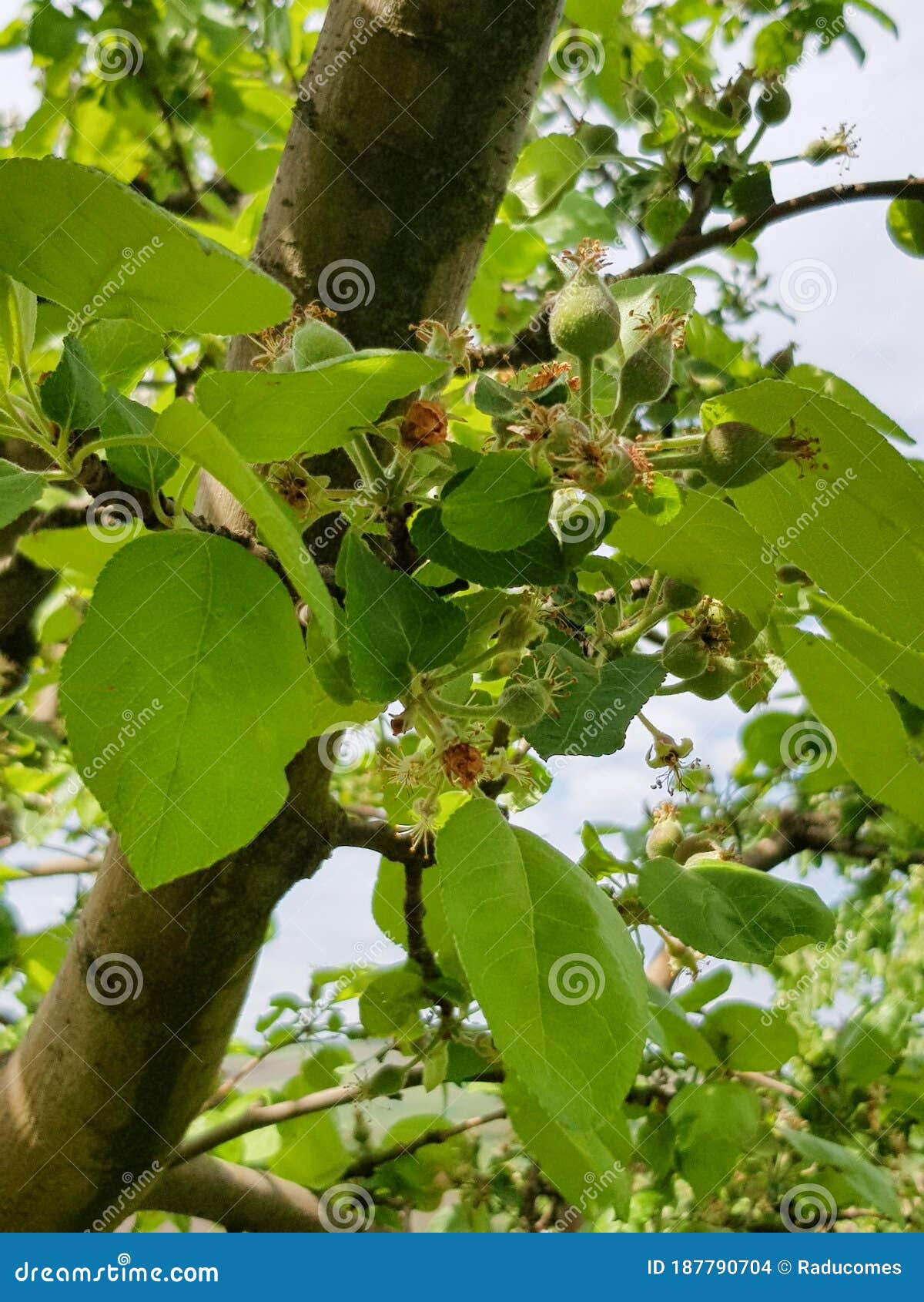 Small Developing Summer Apples on a Branch Stock Photo - Image of fruit ...