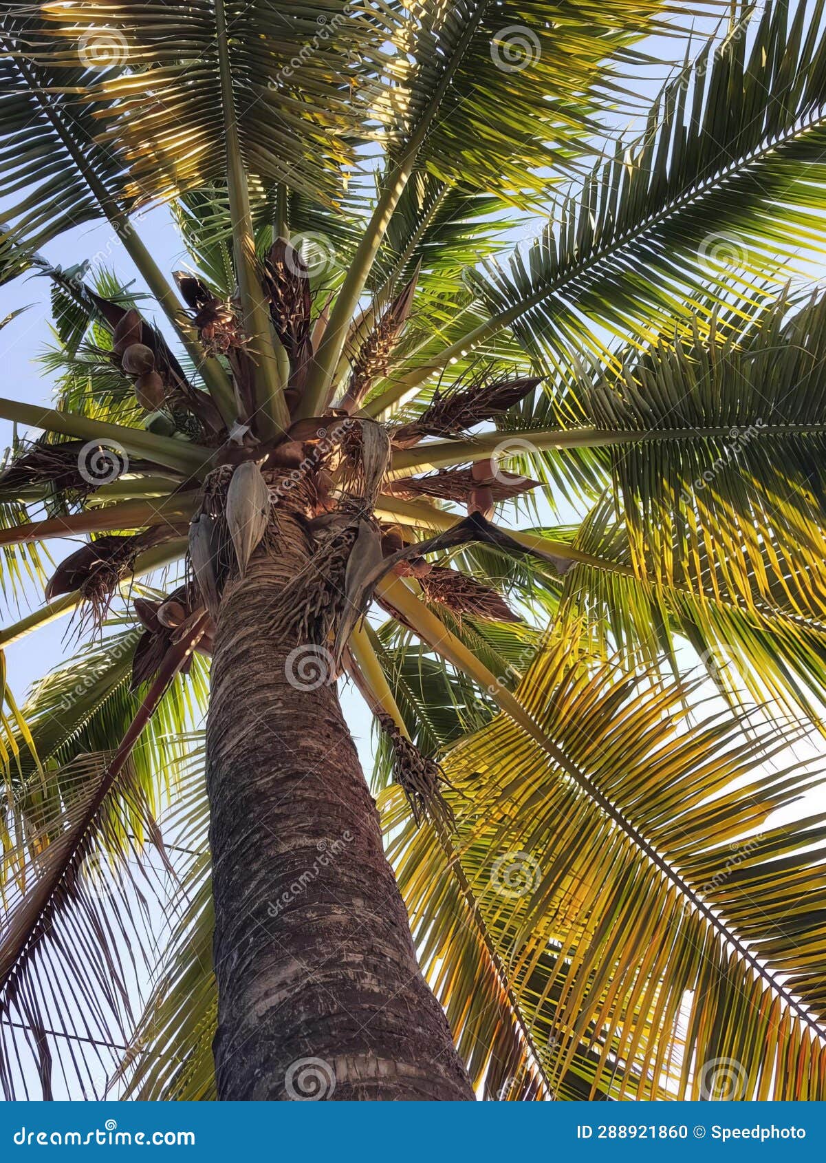 A Photography of a Palm Tree with a Bunch of Birds on it Stock Photo ...