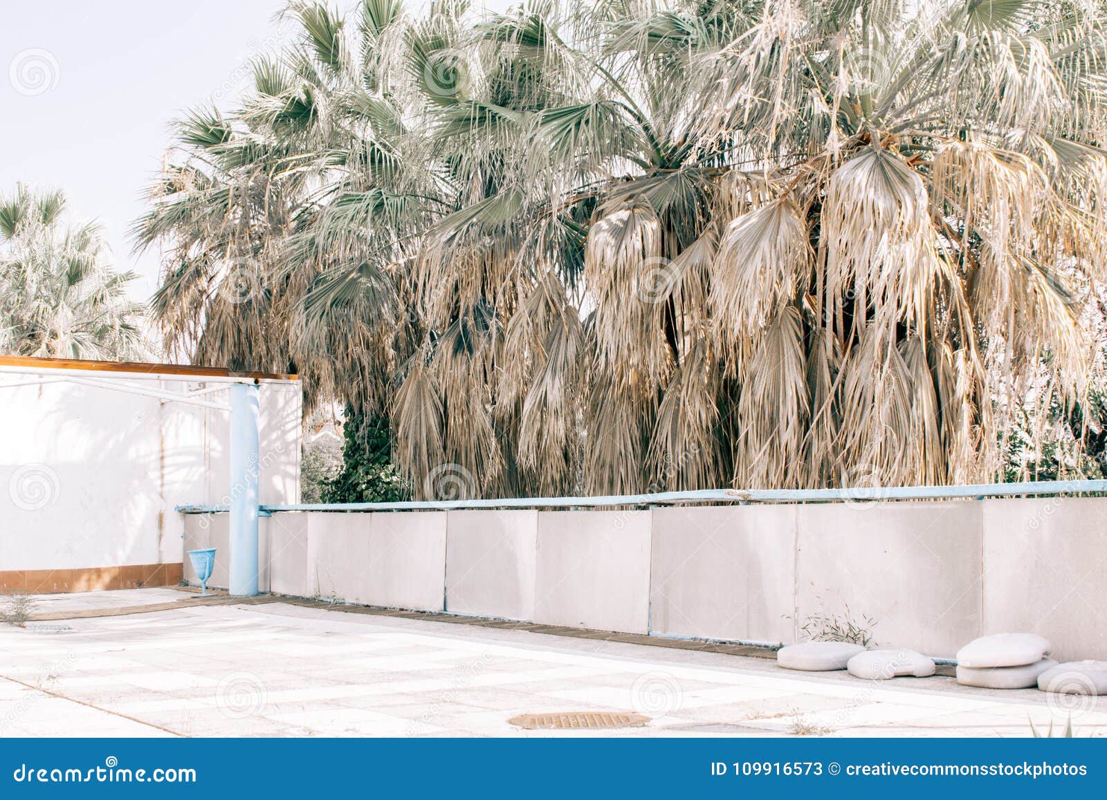 Photography Of Palm Tree Beside White Fence Picture. Image: 109916573