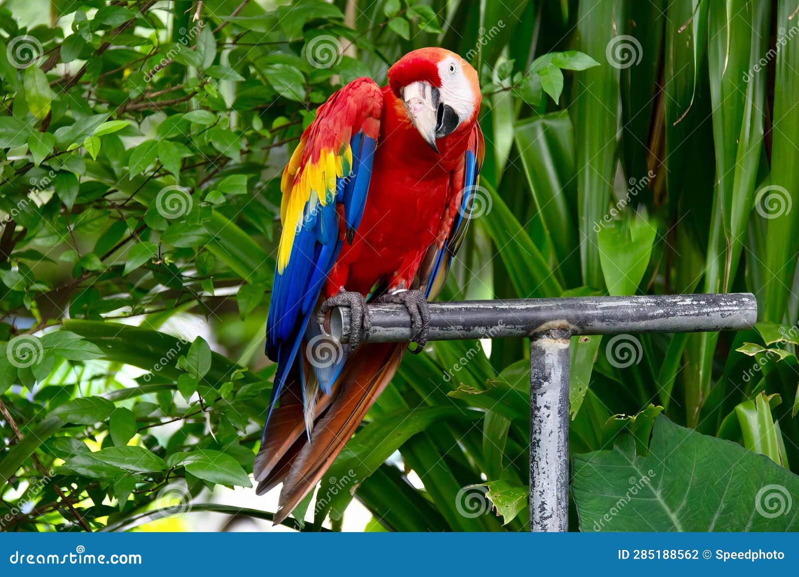 A Photography of a Parrot Sitting on a Pole in a Tropical Setting ...