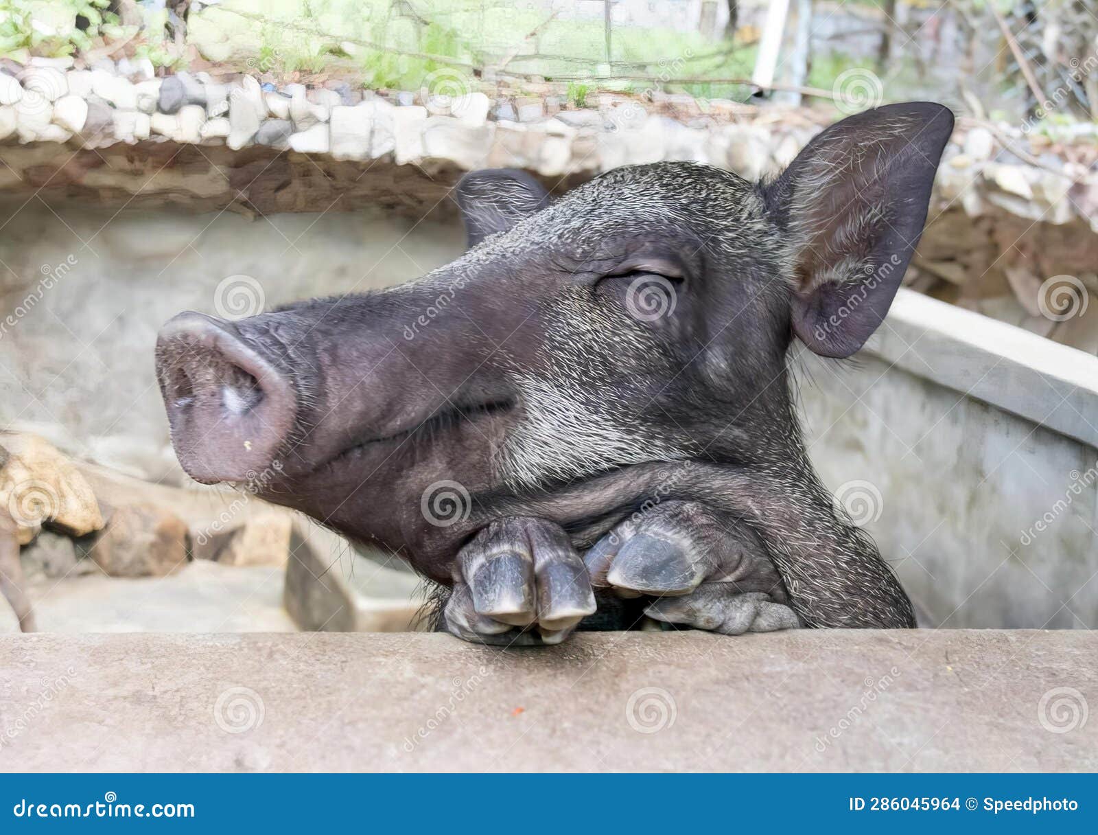 A Photography of a Pig is Looking Over a Wall, There is a Pig that is ...