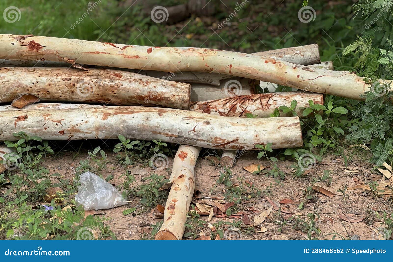 A Photography of a Pile of Logs Sitting on the Ground, Pole Sticks are ...