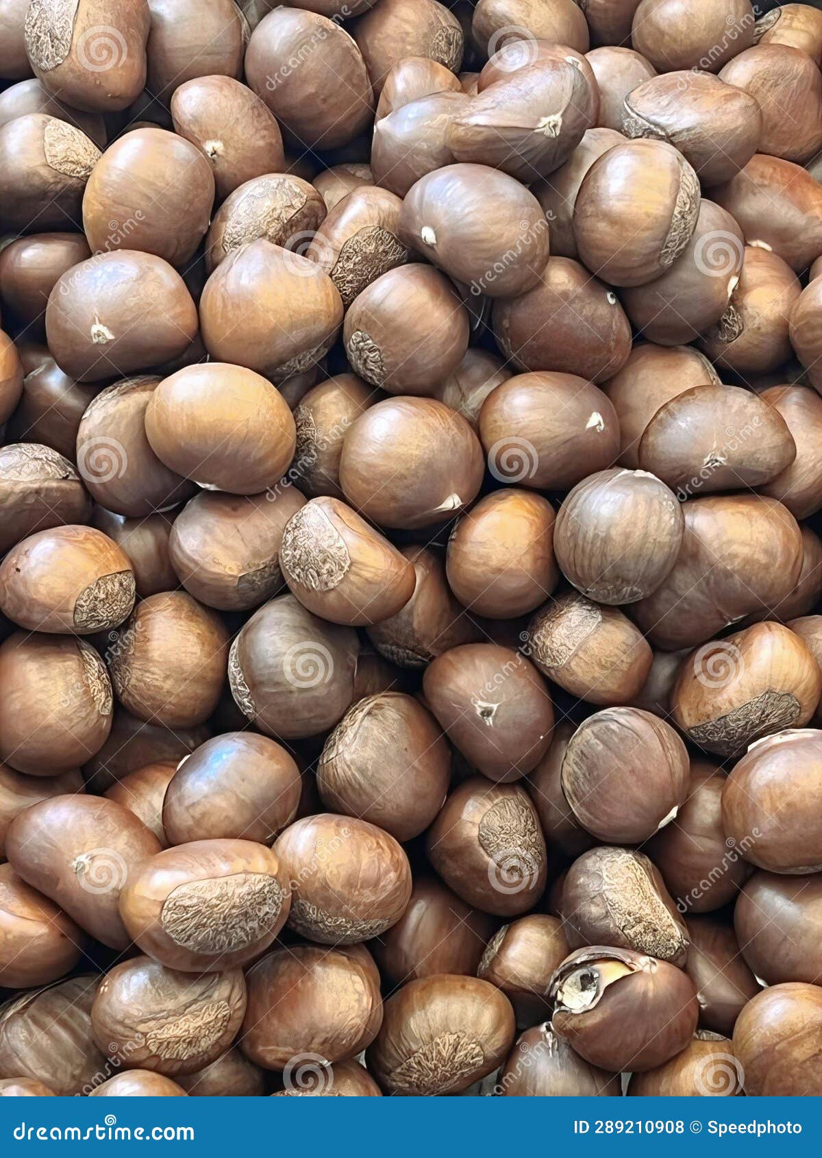 A Photography of a Pile of Nuts with a Few Nuts in the Middle, Acorns ...