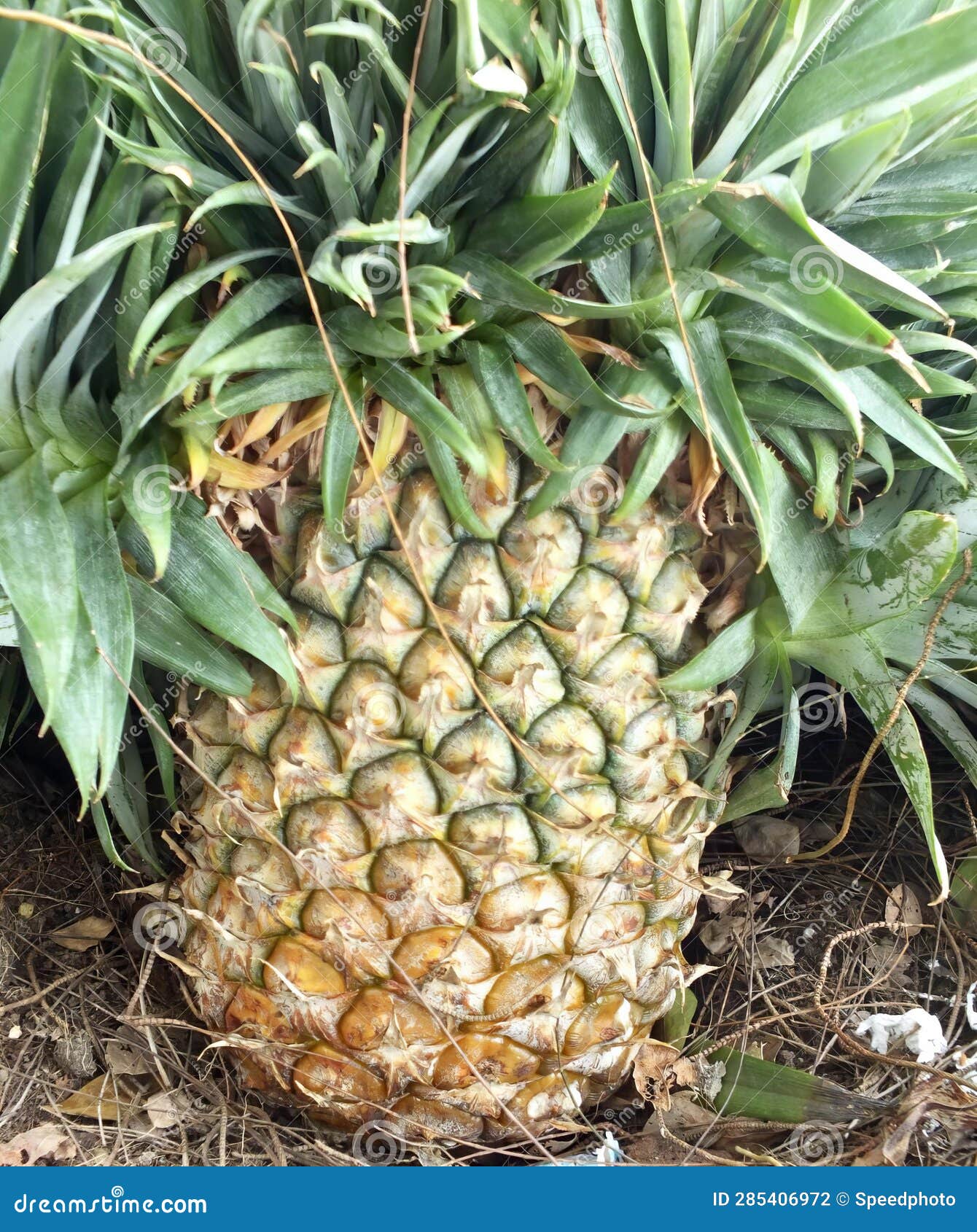 A Photography of a Pineapple Sitting in the Middle of a Patch of Grass, There is a Pineapple ...