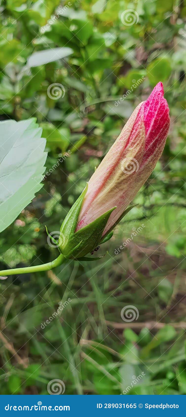 A Photography of a Pink Flower Budding in the Middle of a Forest ...