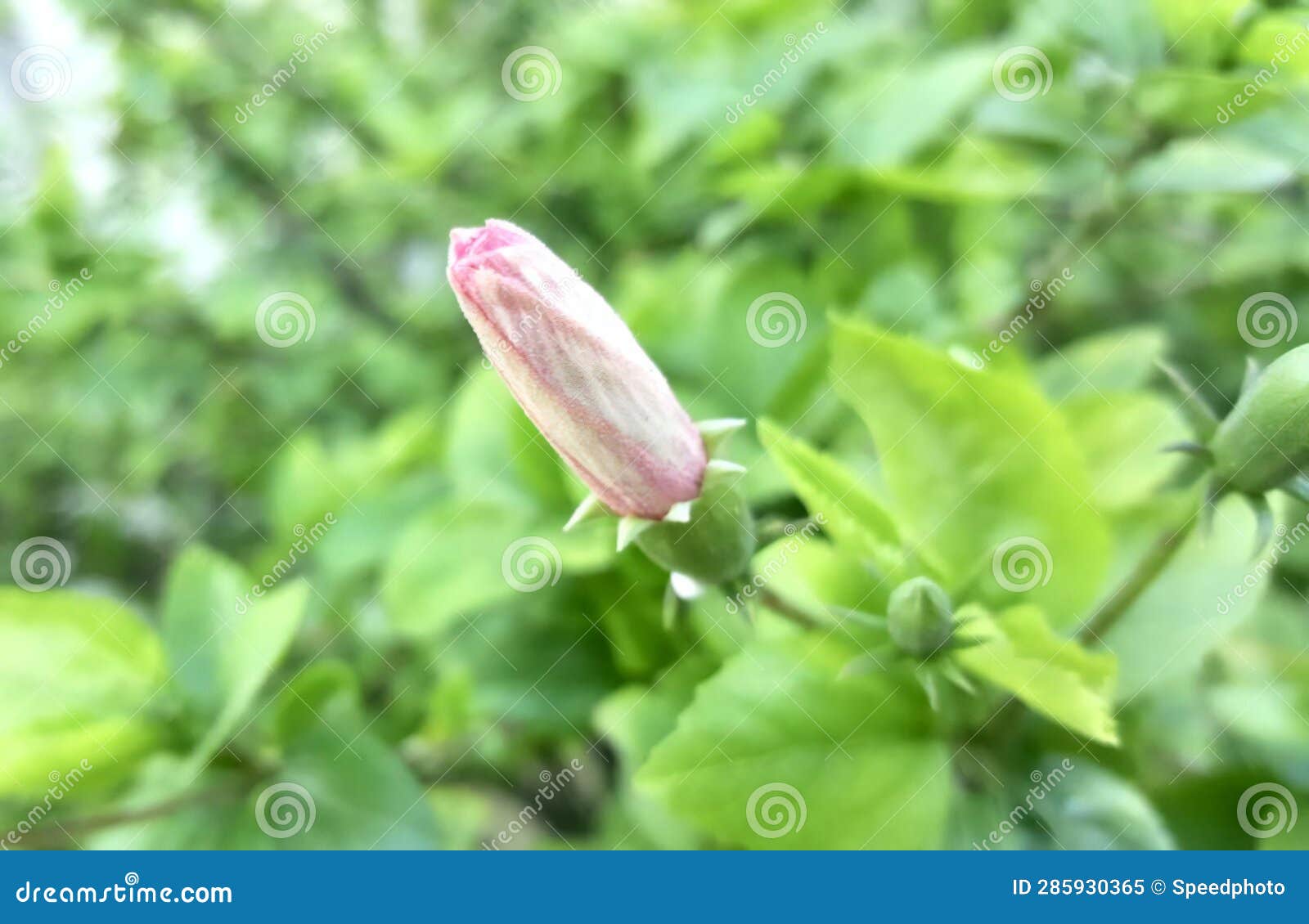 A Photography of a Pink Flower Budding on a Tree, There is a Pink ...