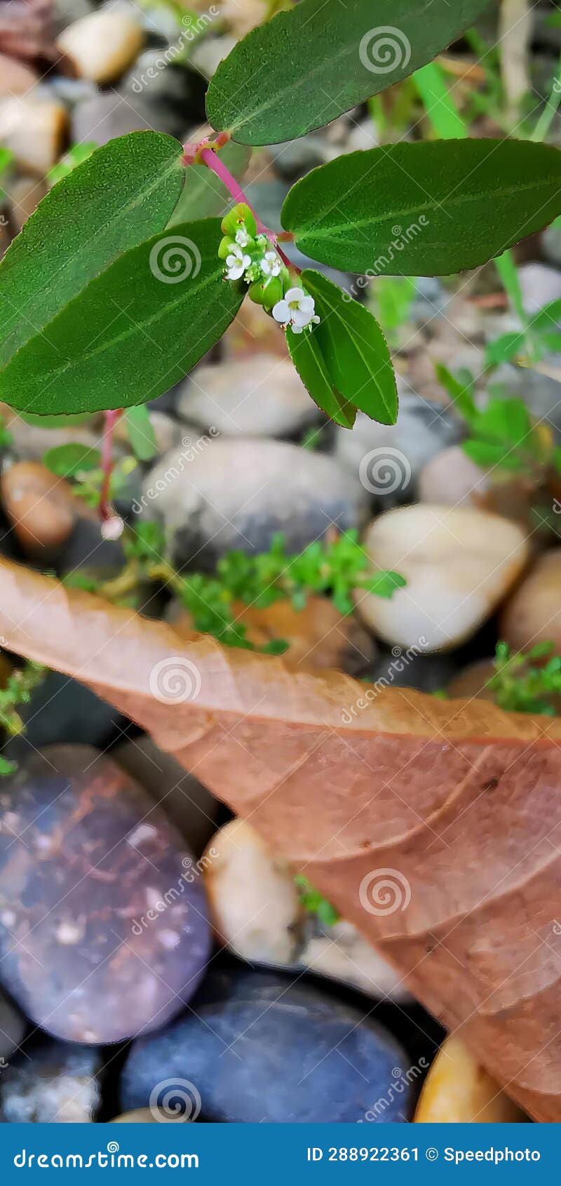 A Photography of a Plant with Tiny White Flowers Growing Out of it ...