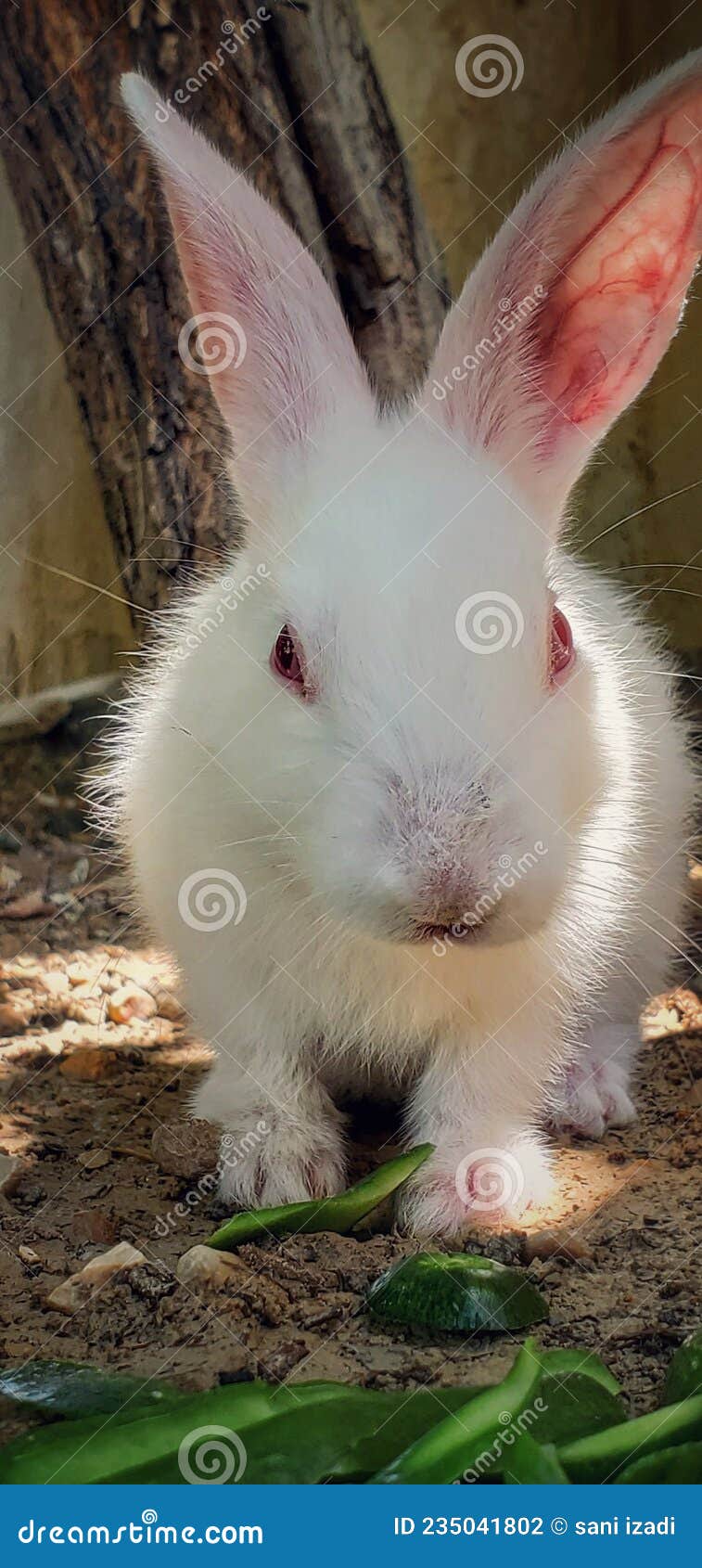 Photography of Red-eyed Rabbit Stock Photo - Image of nose, mammal ...