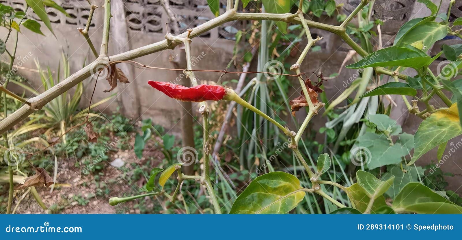 A Photography of a Red Pepper on a Tree Branch in a Garden, Bell Pepper ...