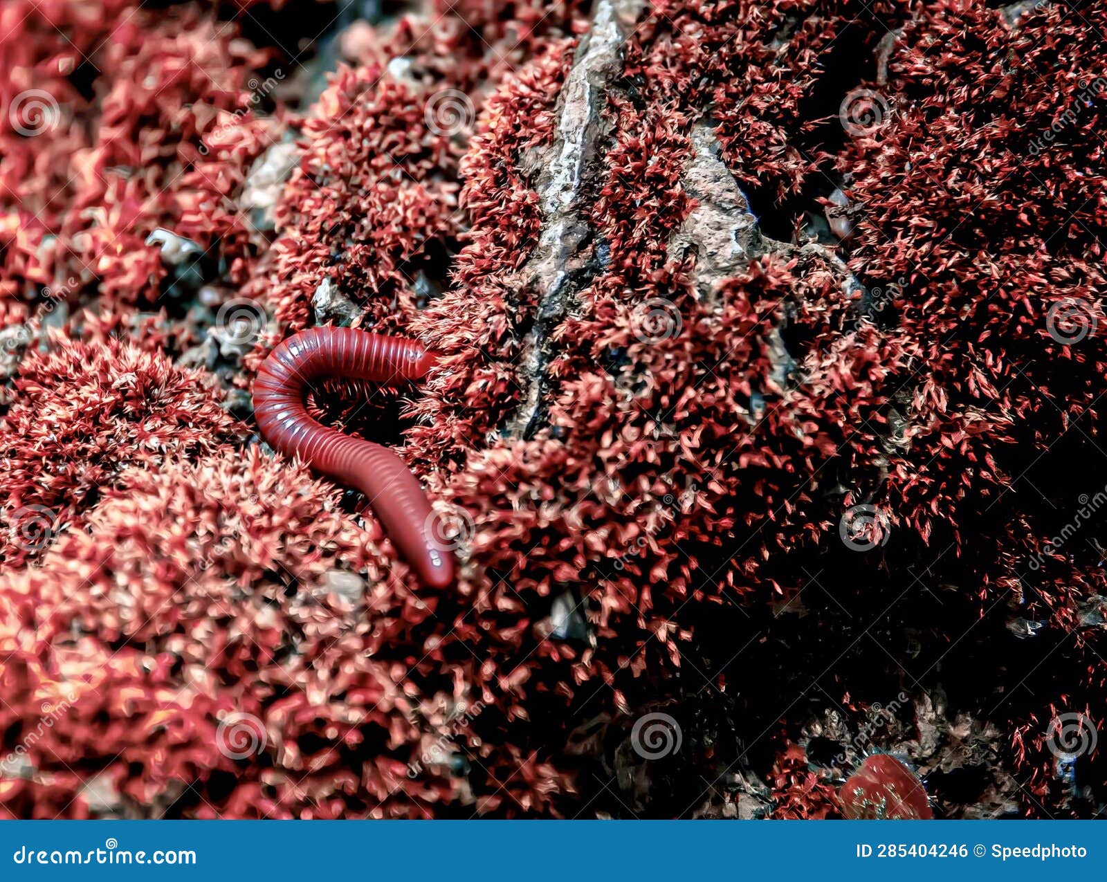 A Photography of a Red Worm Crawling on a Rock Covered in Red Moss, on ...