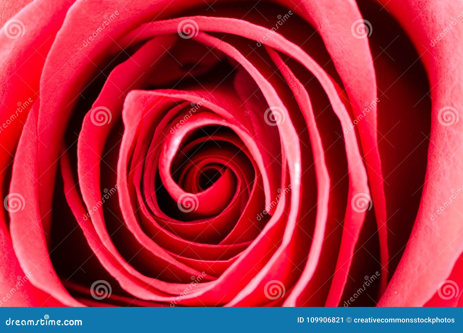 Photography Of A Rose Picture. Image: 109906821