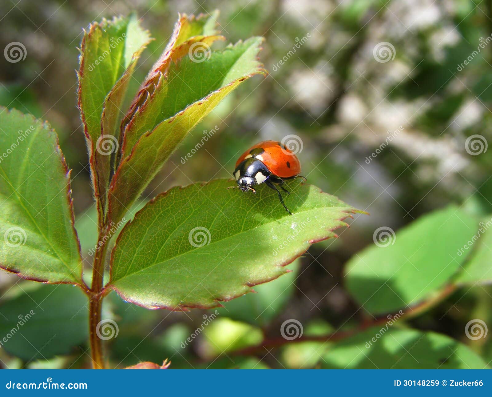 Bedbug on sheet stock image. Image of nature, wood, springtime - 30148259