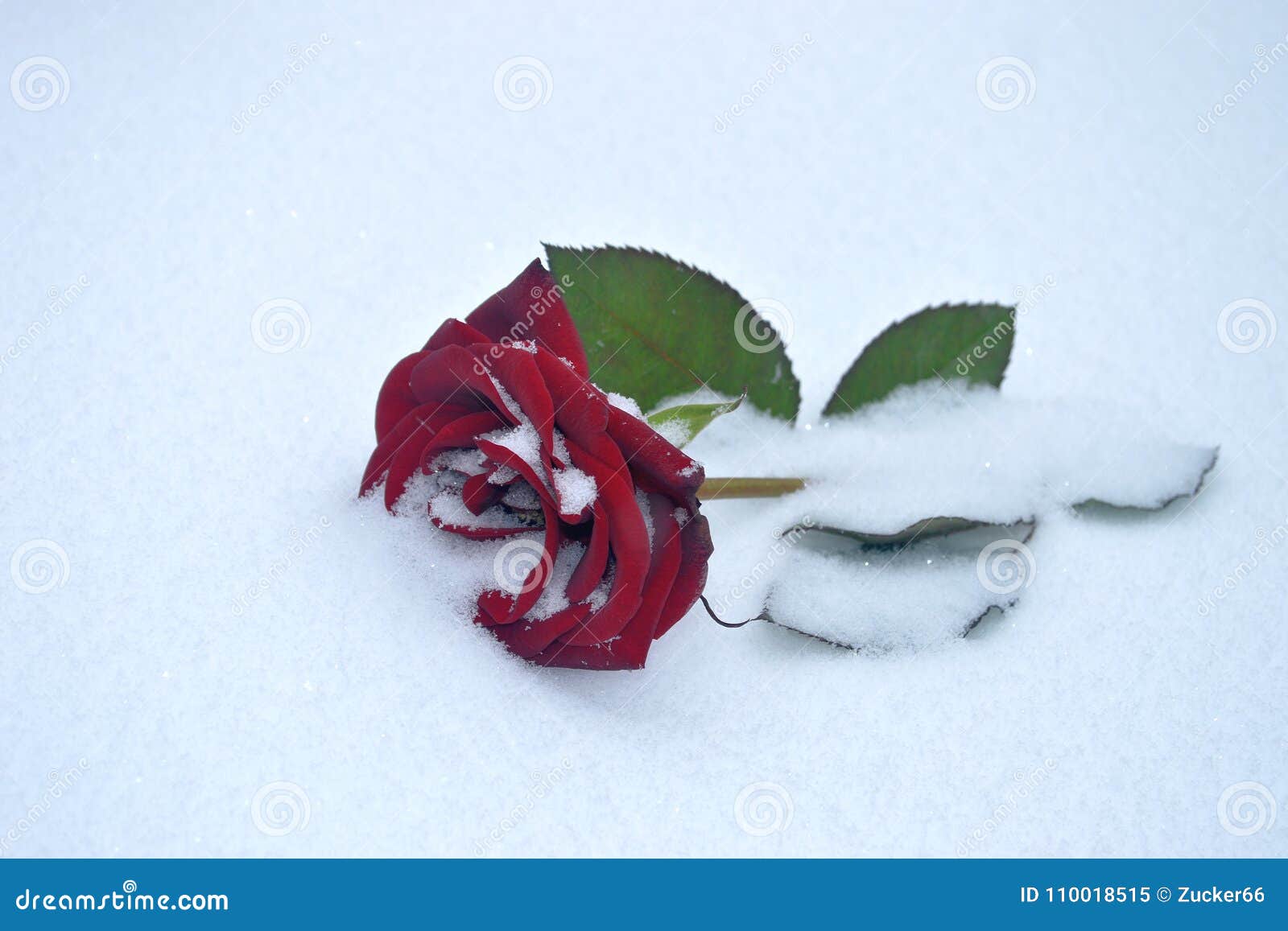 Red rose on snow stock image. Image of snowflakes, love - 110018515
