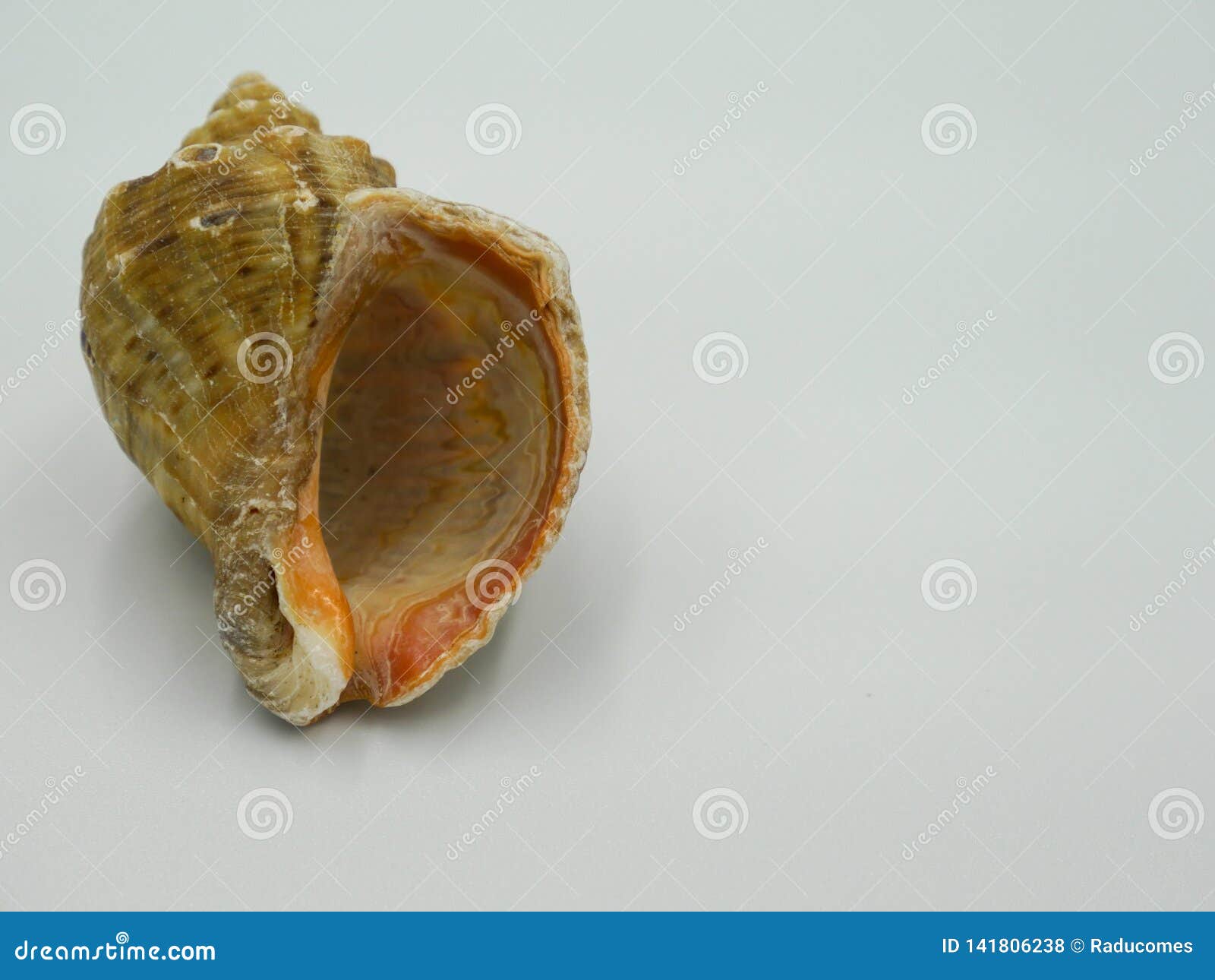 Sea Shell Souvenir Isolated on a White Background Stock Photo - Image ...