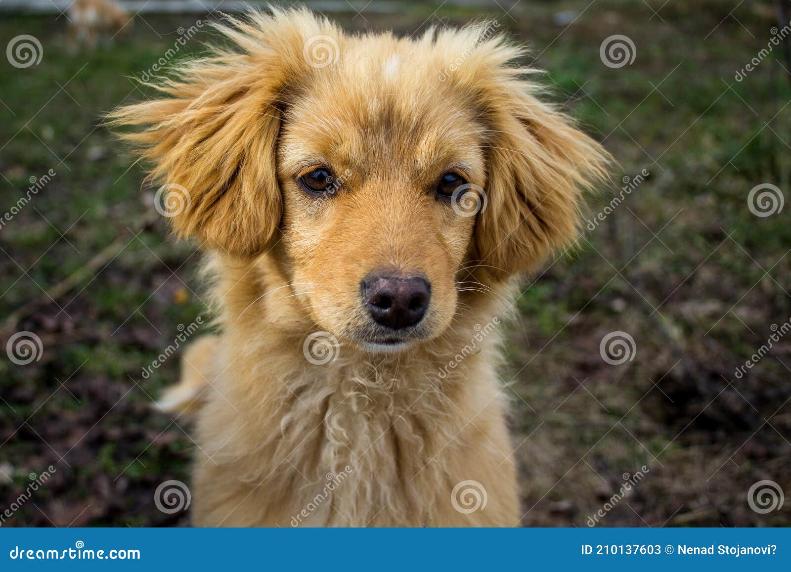 Photography of Small Cute Yellow Pappy Stock Image - Image of whiskers ...