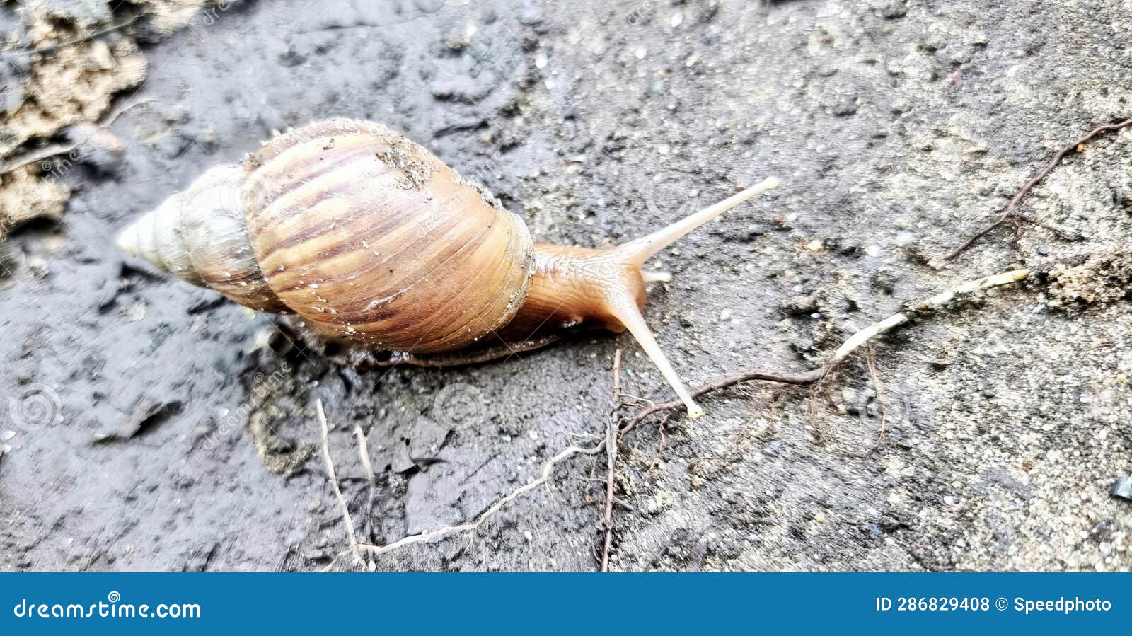 A Photography of a Snail Crawling on a Rock in the Mud, Snail Crawling ...