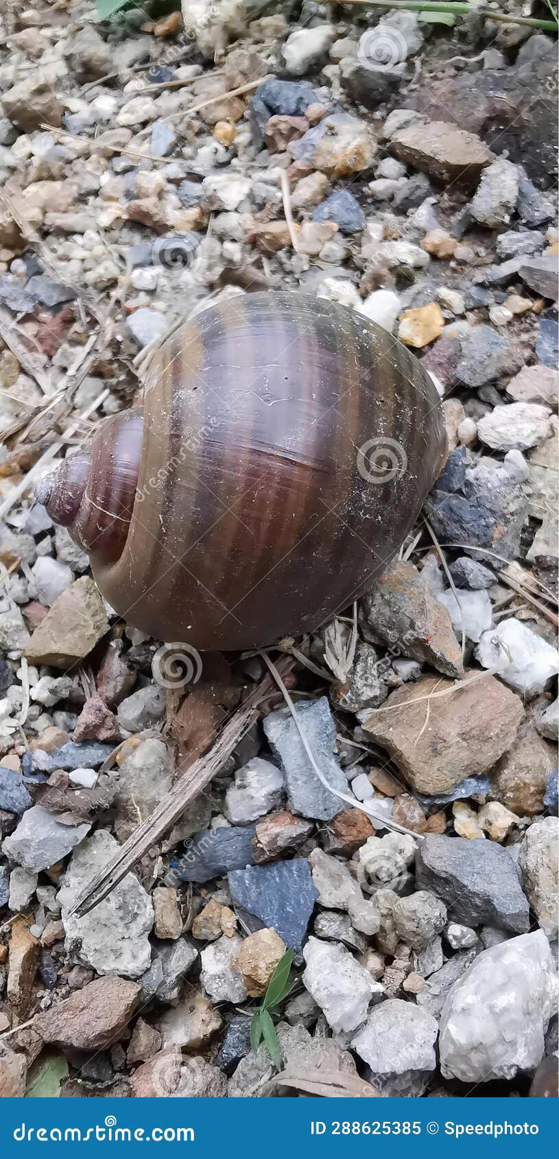 A Photography of a Snail Shell on the Ground with Rocks, Snail Shell on ...