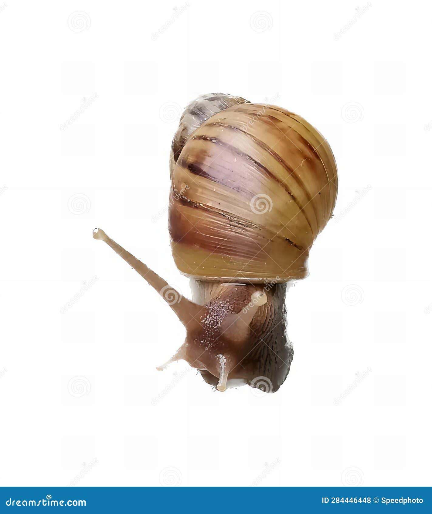 A Photography of a Snail with a Shell on Its Back, Snail with a Shell ...