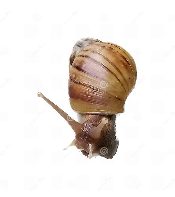 A Photography of a Snail with a Shell on Its Back, Snail with a Shell ...