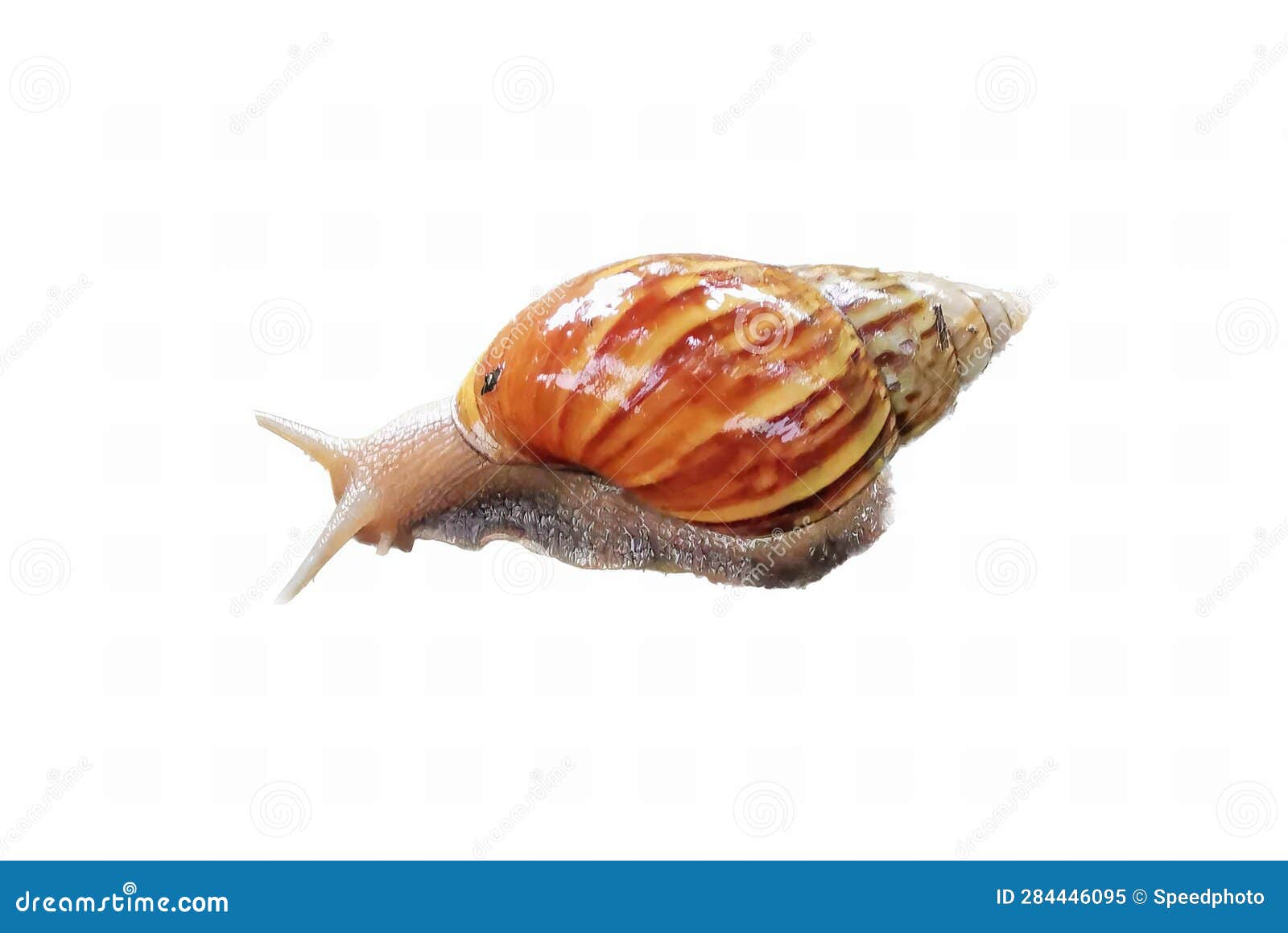 A Photography of a Snail with a Shell on Its Back, There is a Snail ...
