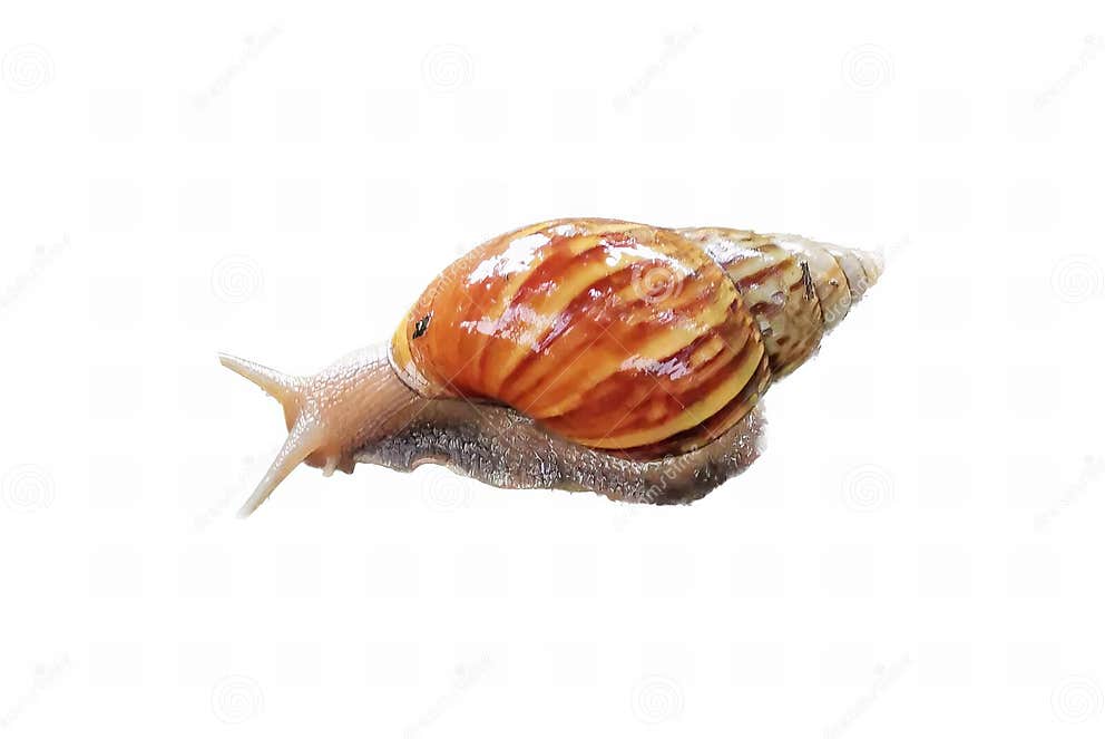 A Photography of a Snail with a Shell on Its Back, There is a Snail ...
