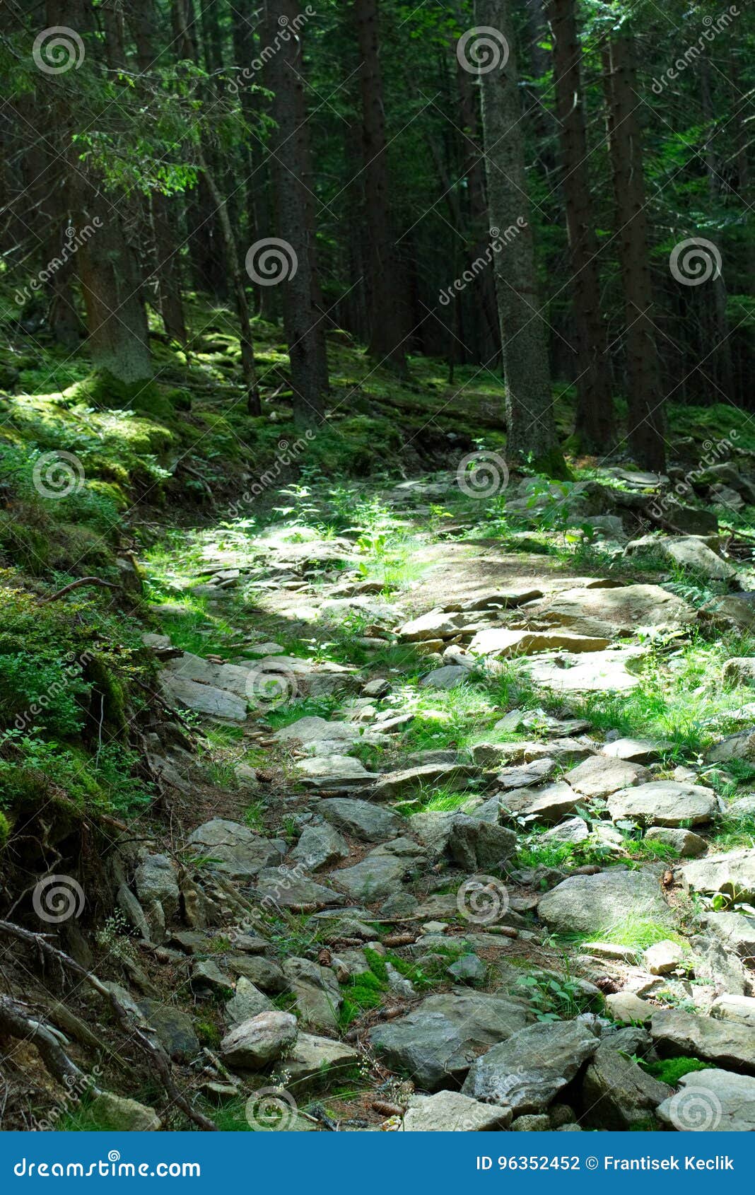 Photography of Stone Path in the Forest Stock Photo - Image of road ...
