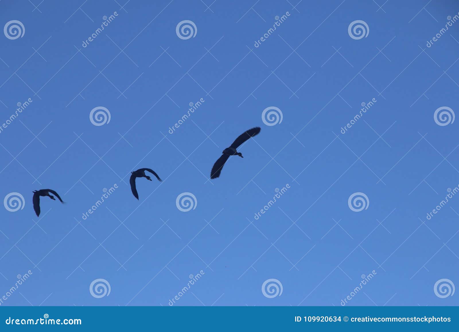 Photography Of Three Flying Birds Picture. Image: 109920634