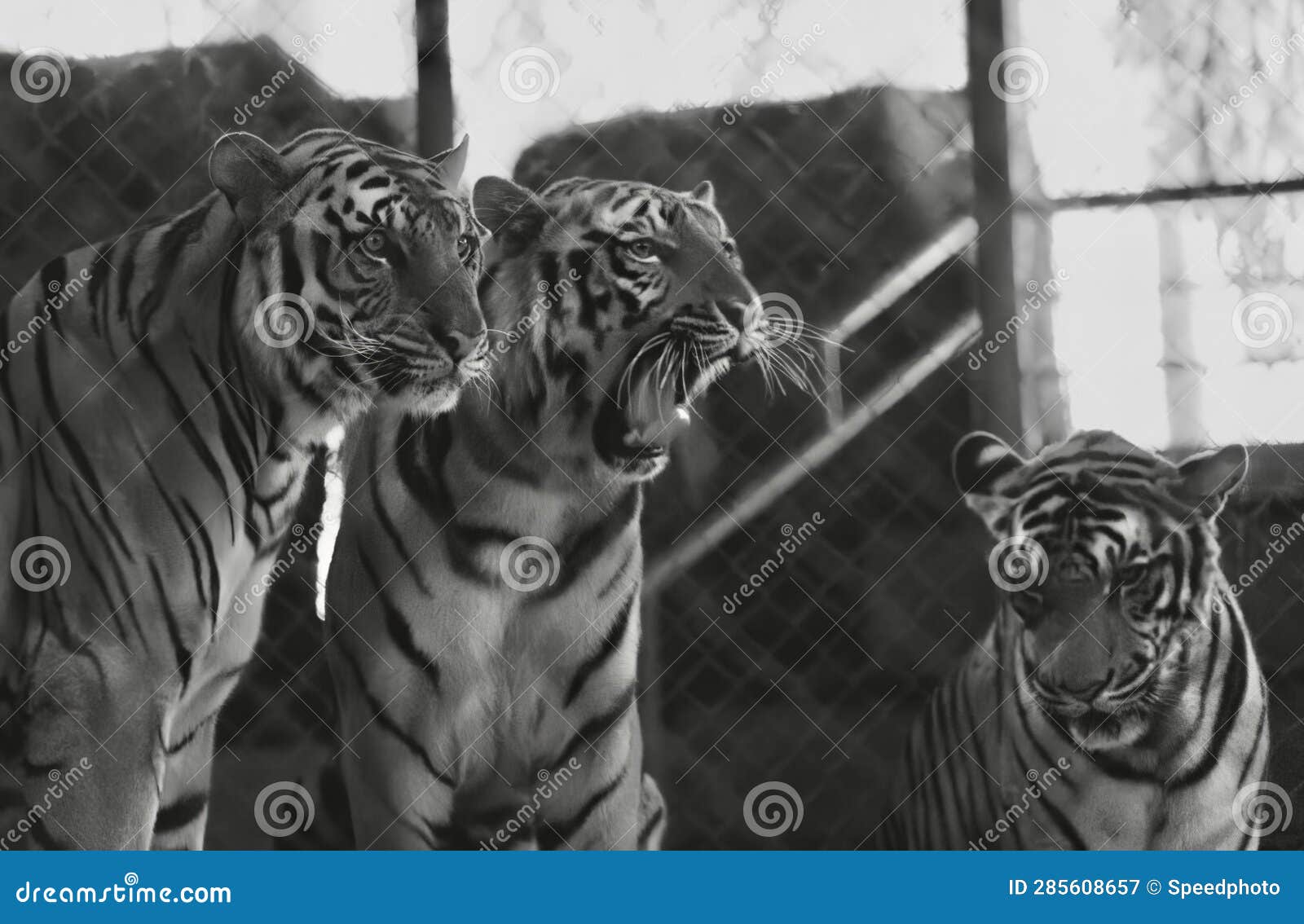 A Photography of Three Tigers Standing Next To Each Other in a Cage ...