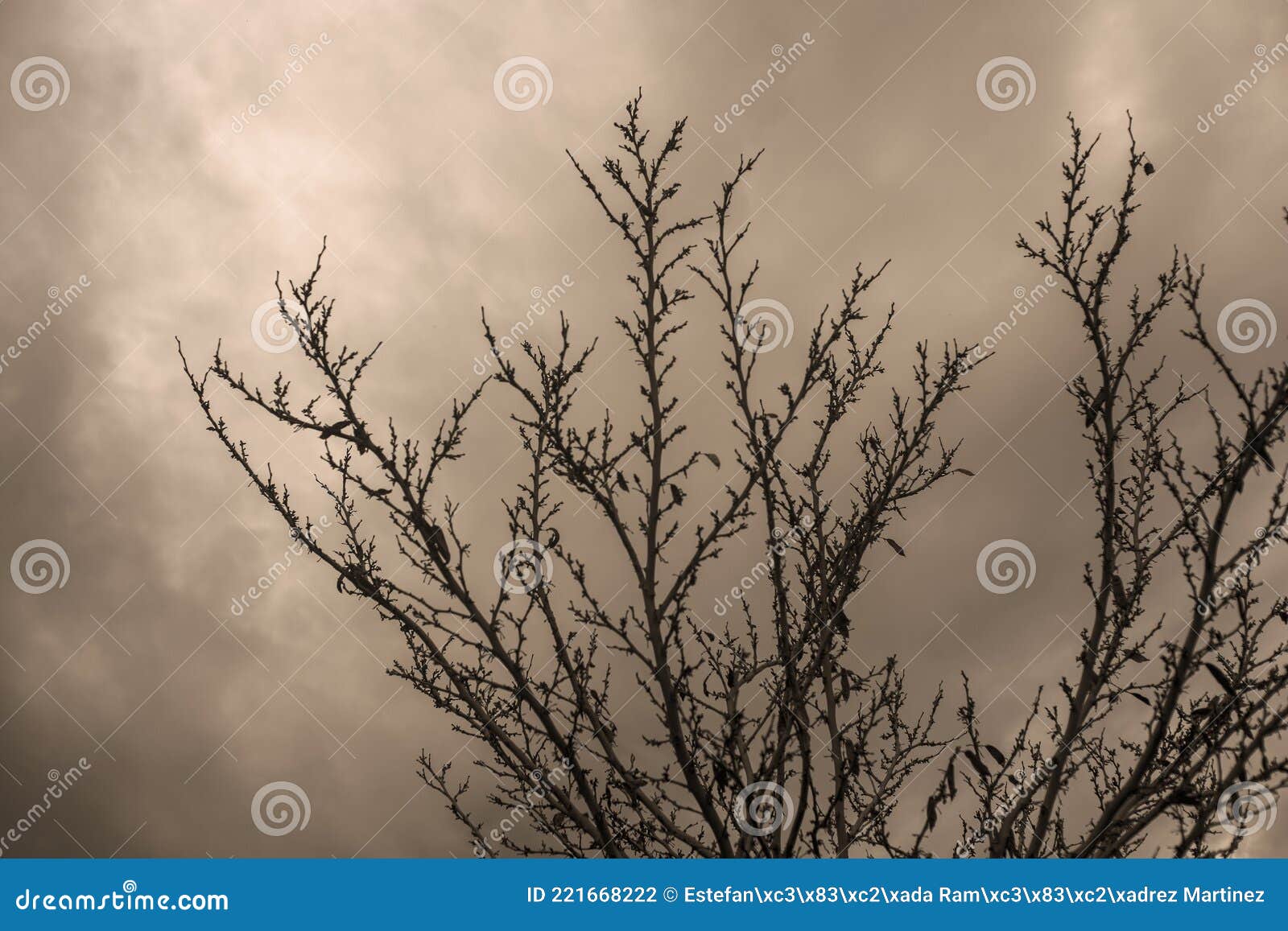 Photography of Tree in a Cloudy Day Stock Photo - Image of cloudy, park ...