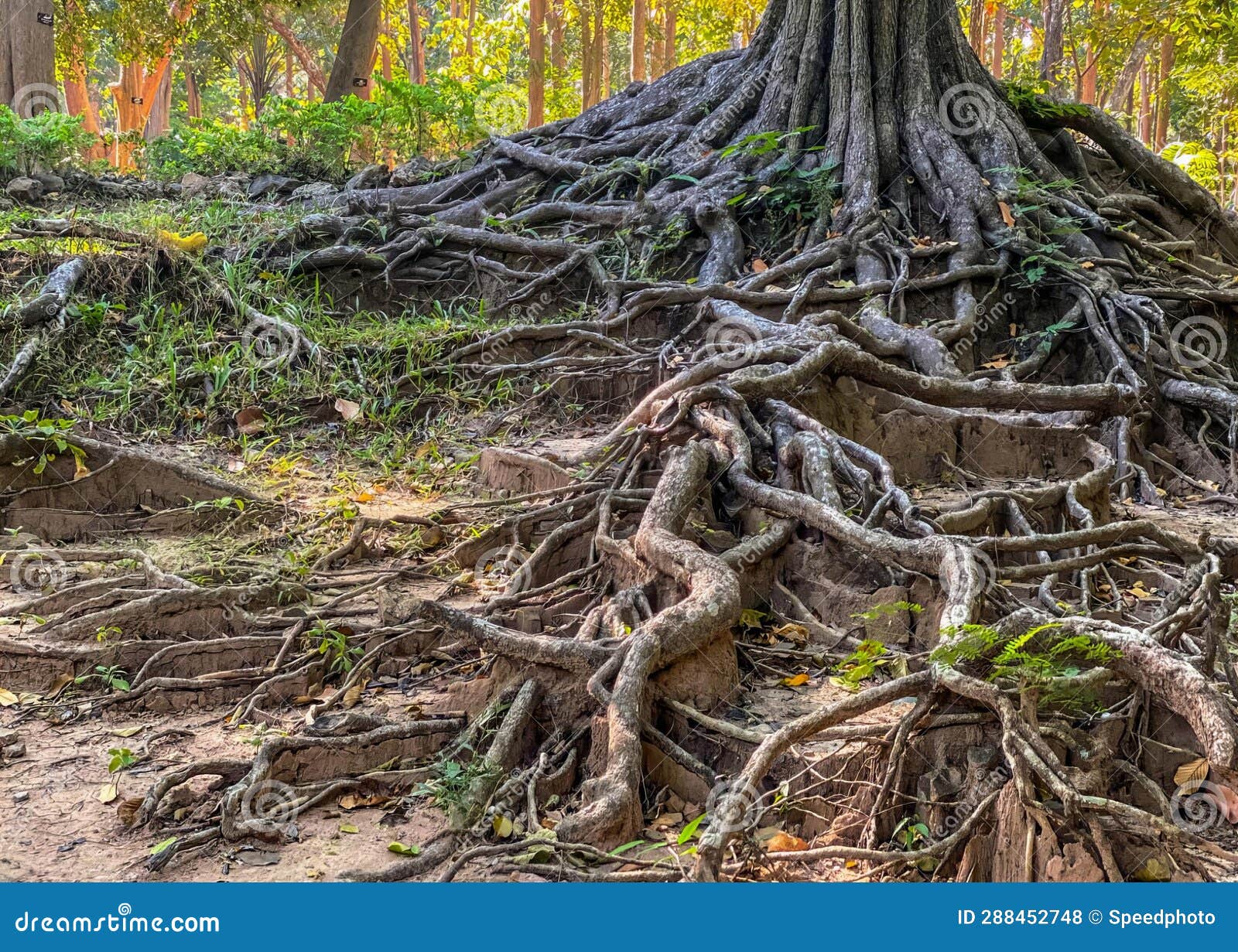 A Photography of a Tree with Its Roots Exposed in the Forest, Flowerpot ...