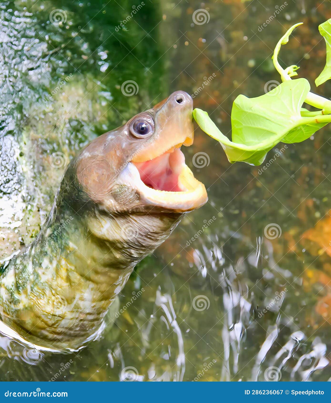 A Photography of a Turtle Eating a Leaf in a Pond, There is a Turtle ...