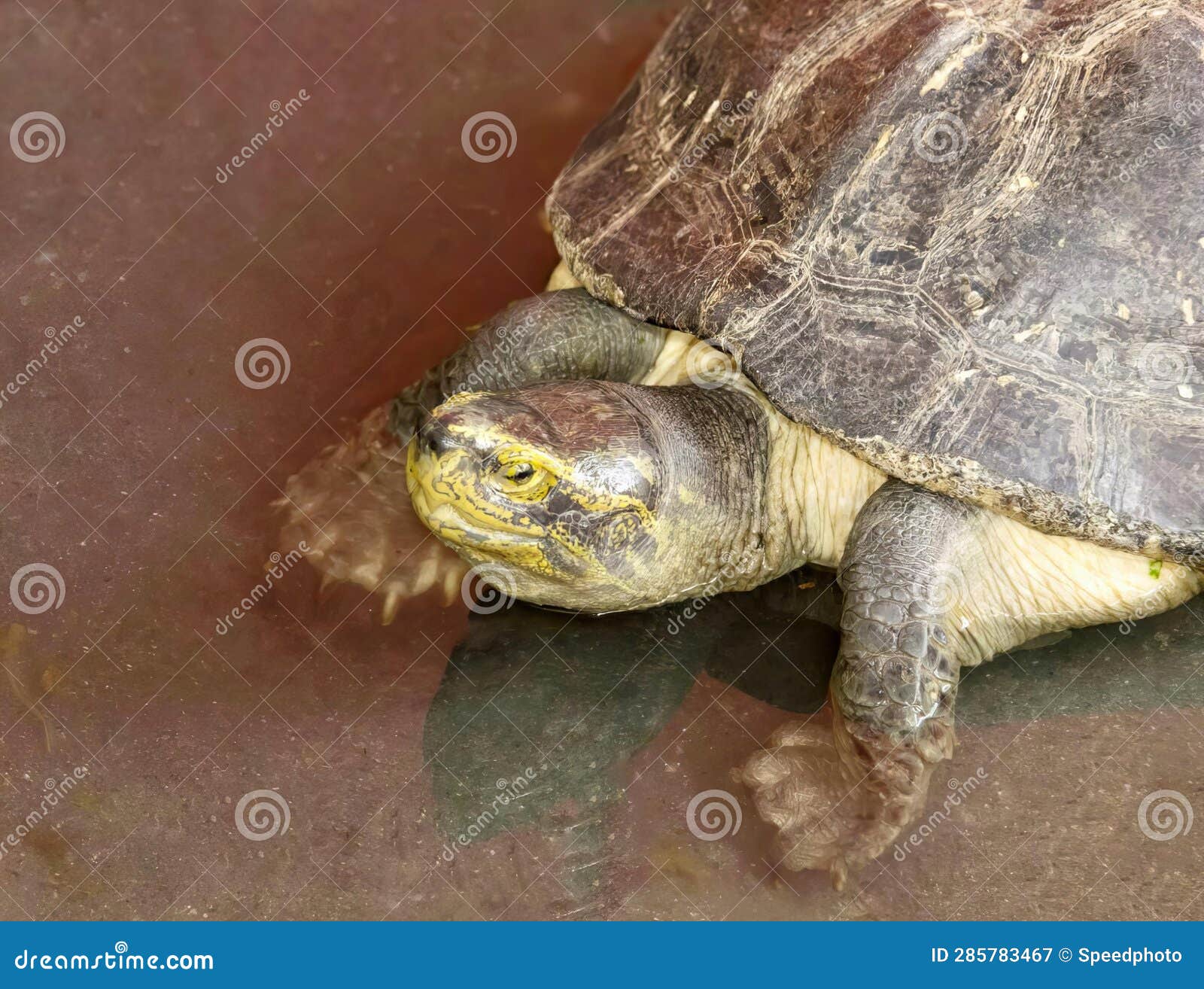 A Photography of a Turtle Laying on the Ground with Its Head Under the ...