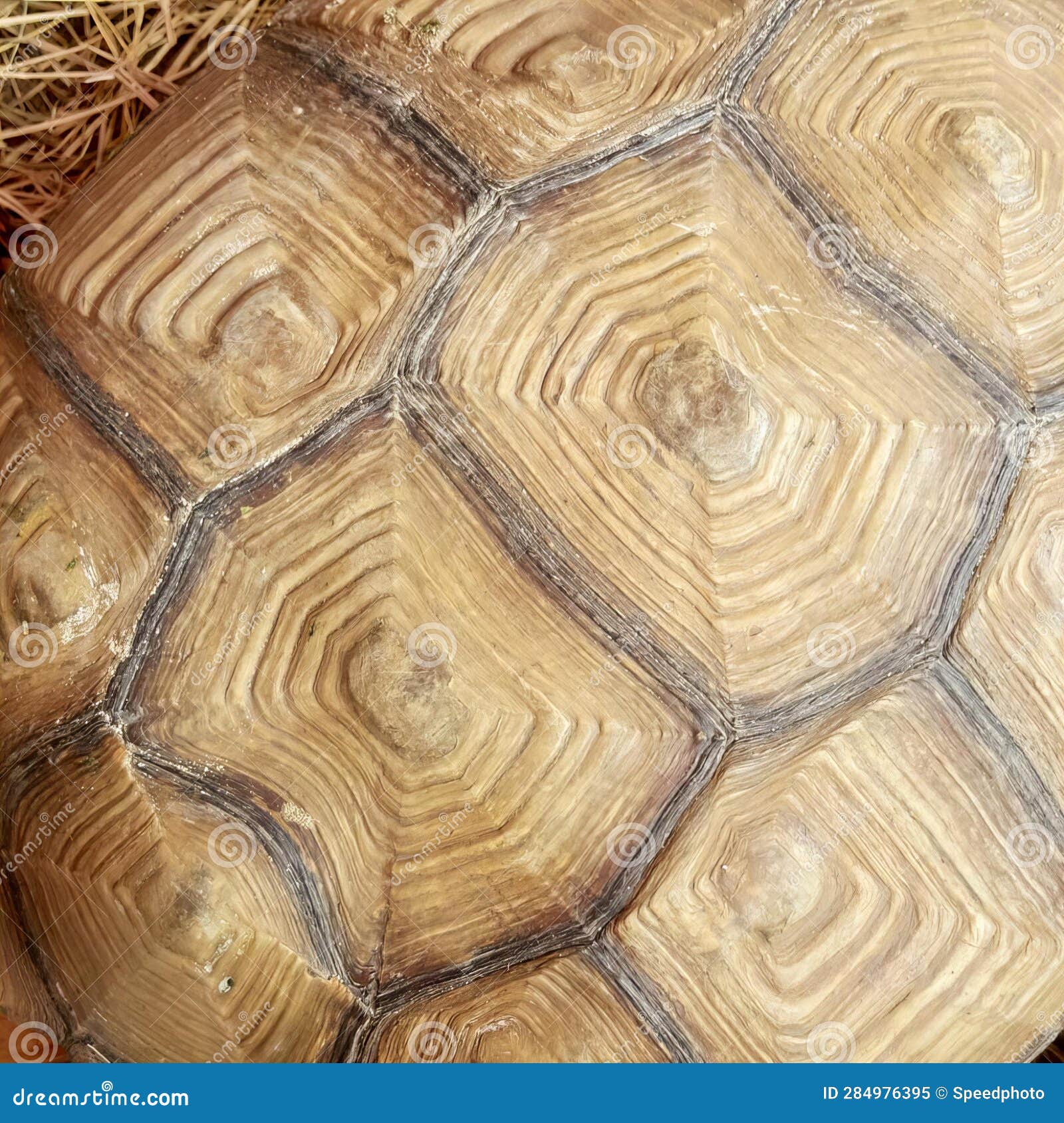 A Photography of a Turtle Shell with a Pattern on it, There is a Turtle ...