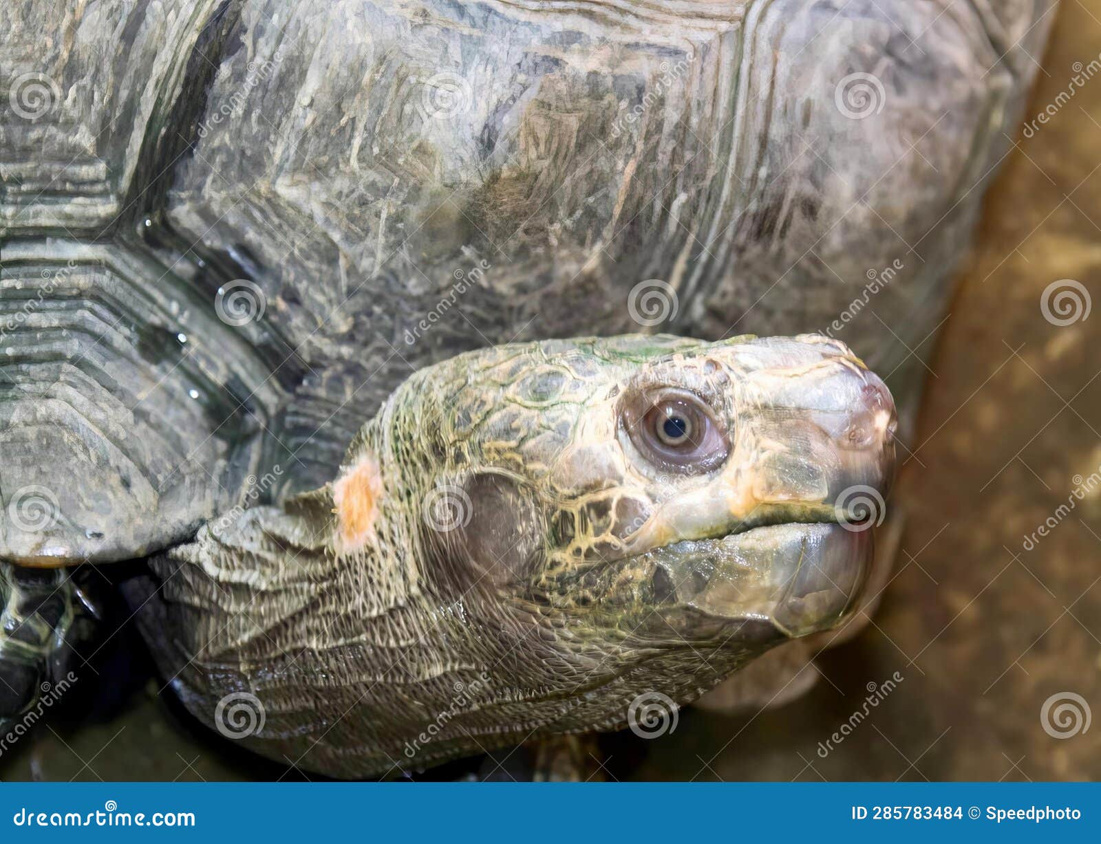 A Photography of a Turtle with a Very Large Head and a Very Long Neck ...