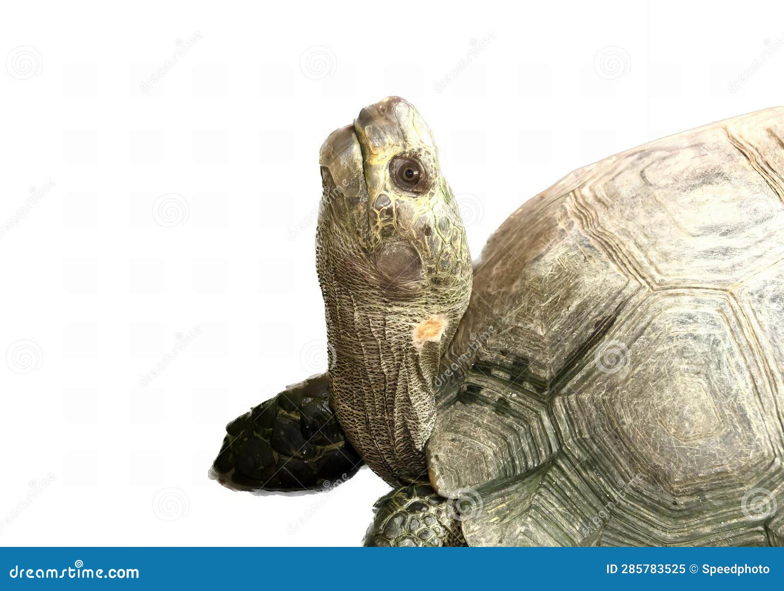 A Photography of a Turtle with a White Background, There is a Turtle ...