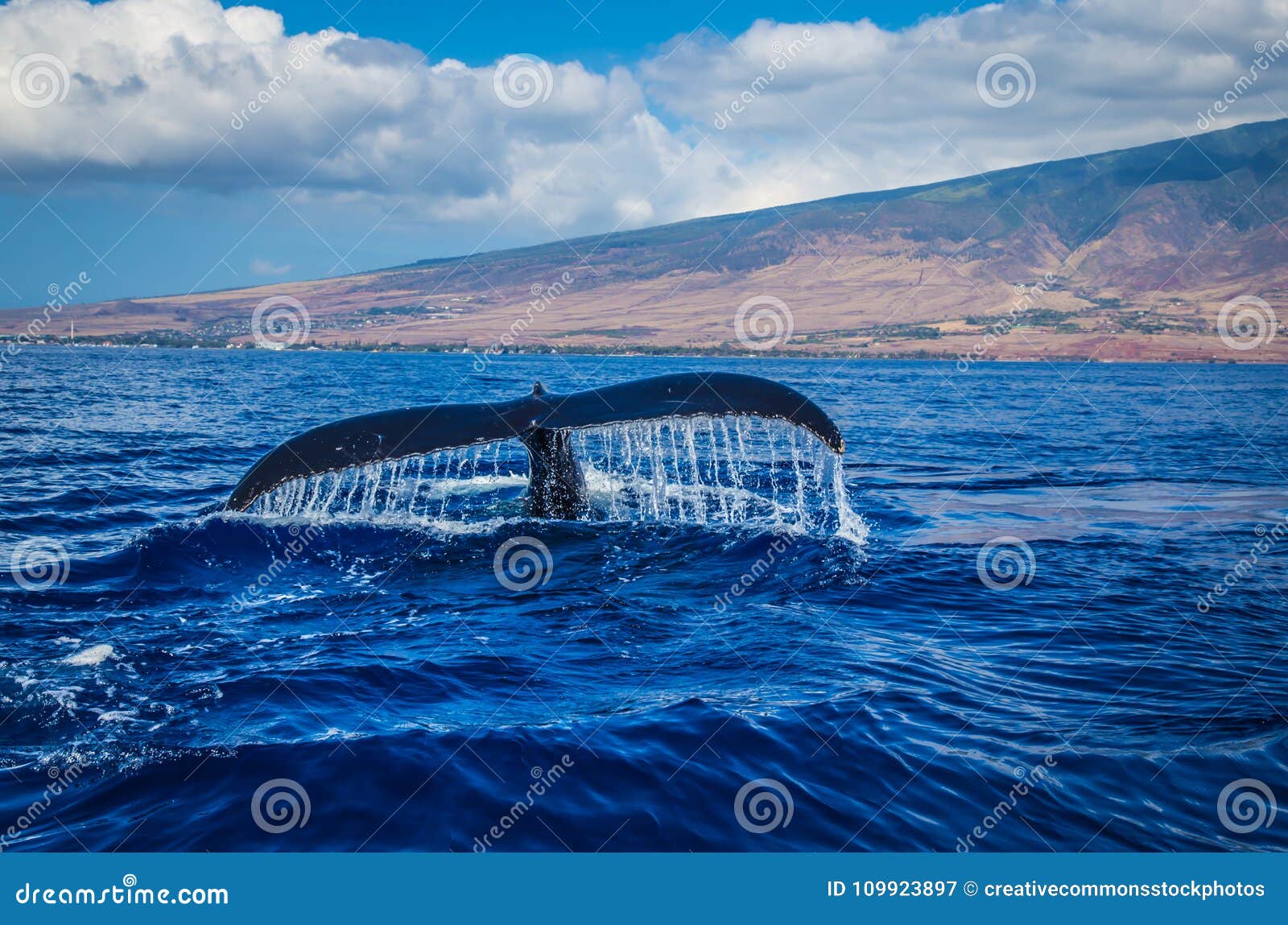 Photography Of Whale Tail In Body Of Water Picture. Image: 109923897