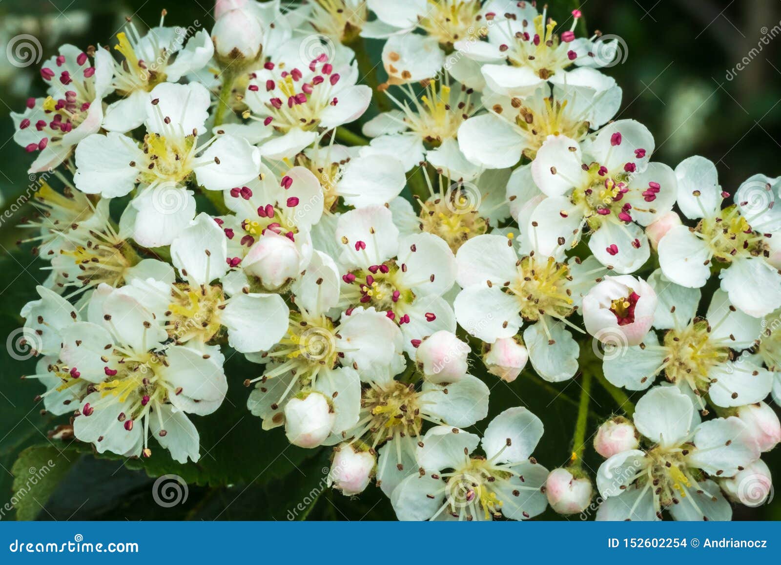 Photography of White Flowers in Spring Garden Stock Photo - Image of ...