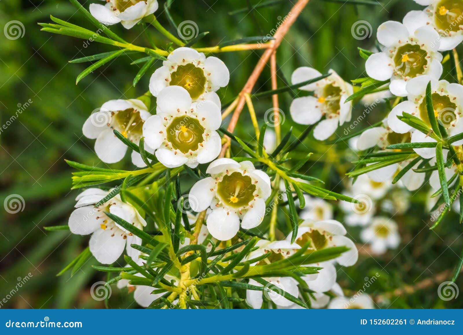Photography of White Flowers in Spring Garden Stock Image - Image of ...