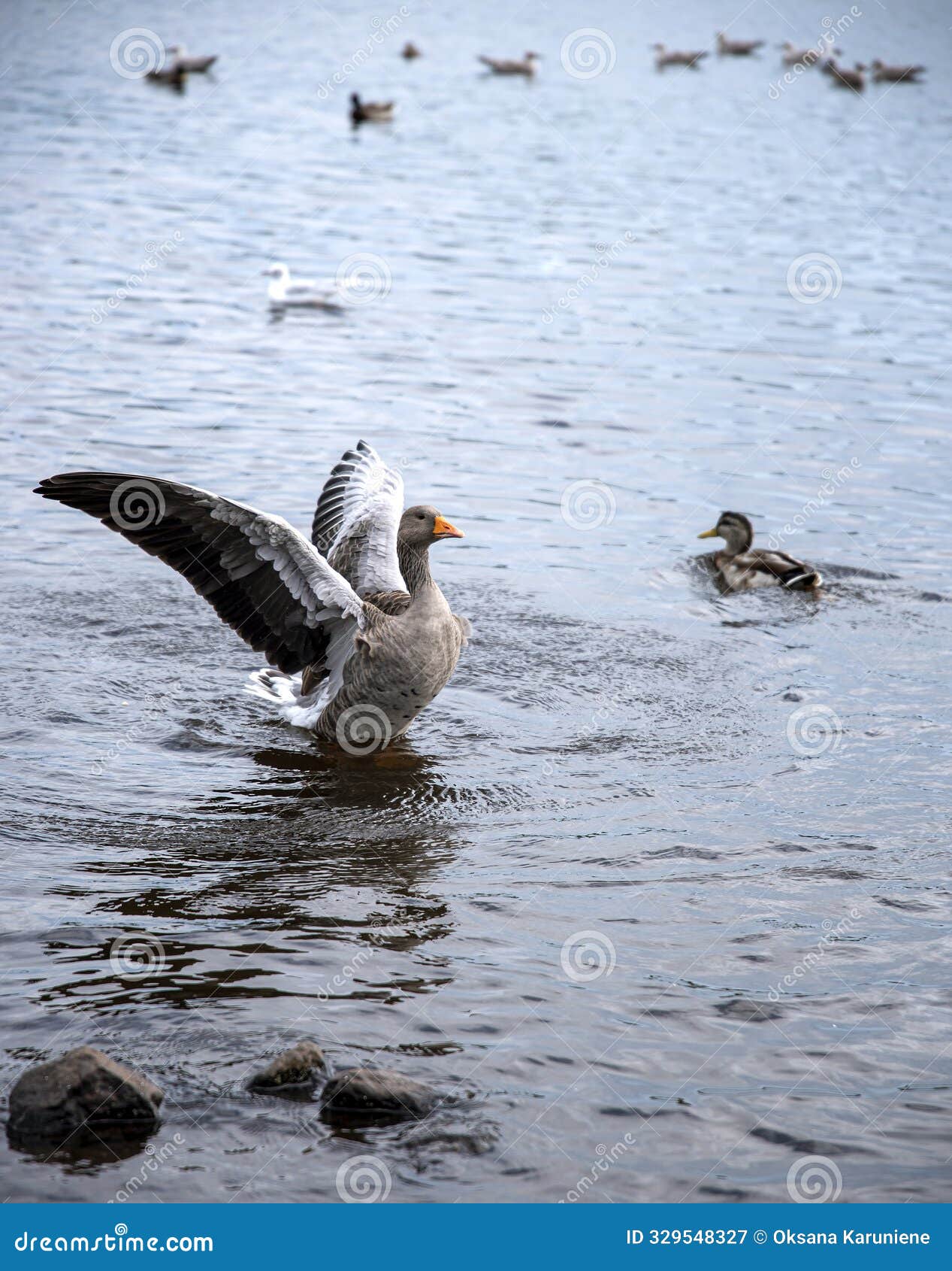 Photography of Wild Goose and Pond Stock Image - Image of duck, takeoff ...