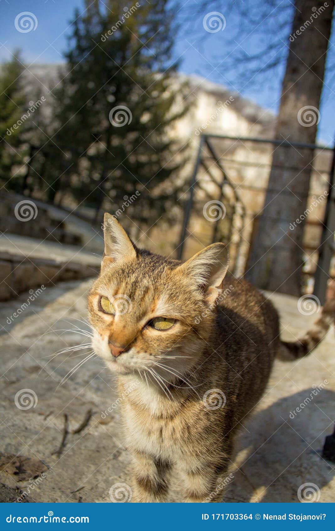 Photography of Yellow Domestic Cat Stock Photo - Image of domestic ...